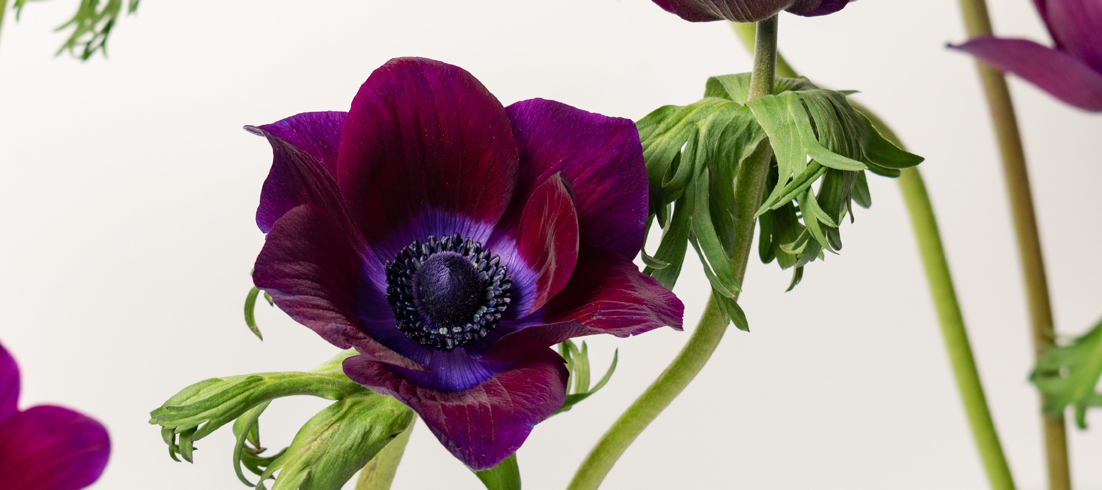 Presenting the "Windflower": Mistral Panda & Mistral Burgundy – Floraprima