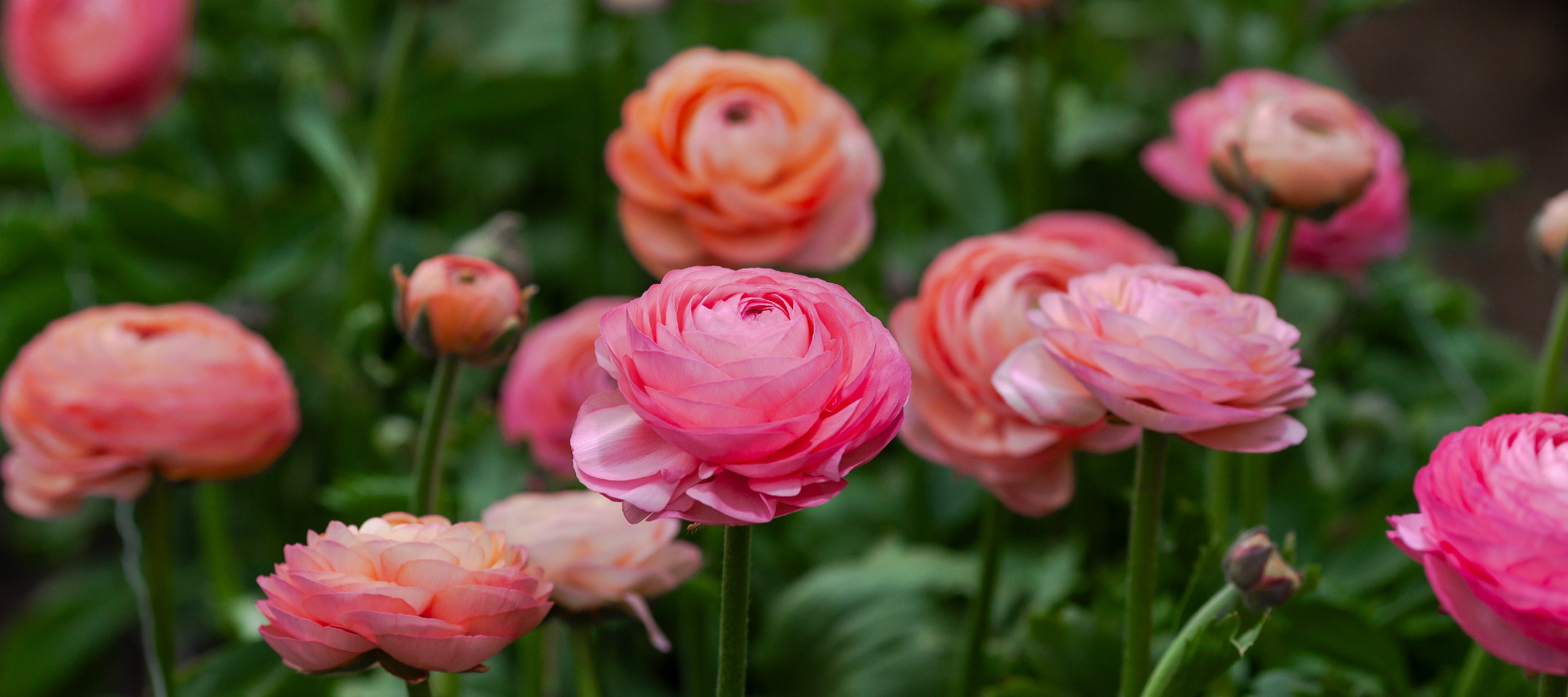 Ranunculus! We have added a brand-new product line to our iconic colle ...