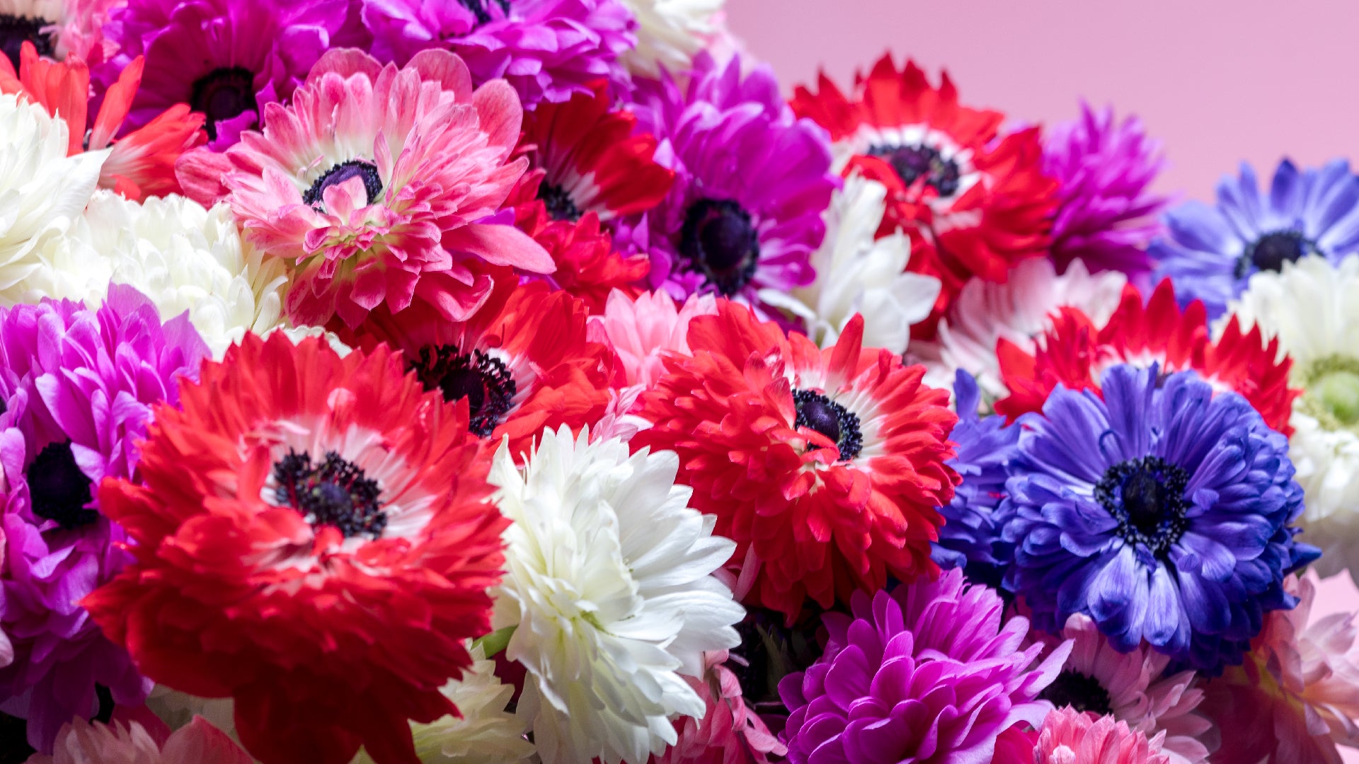 Introducing the Levante Anemones: The Latest Addition to the Floraprim ...