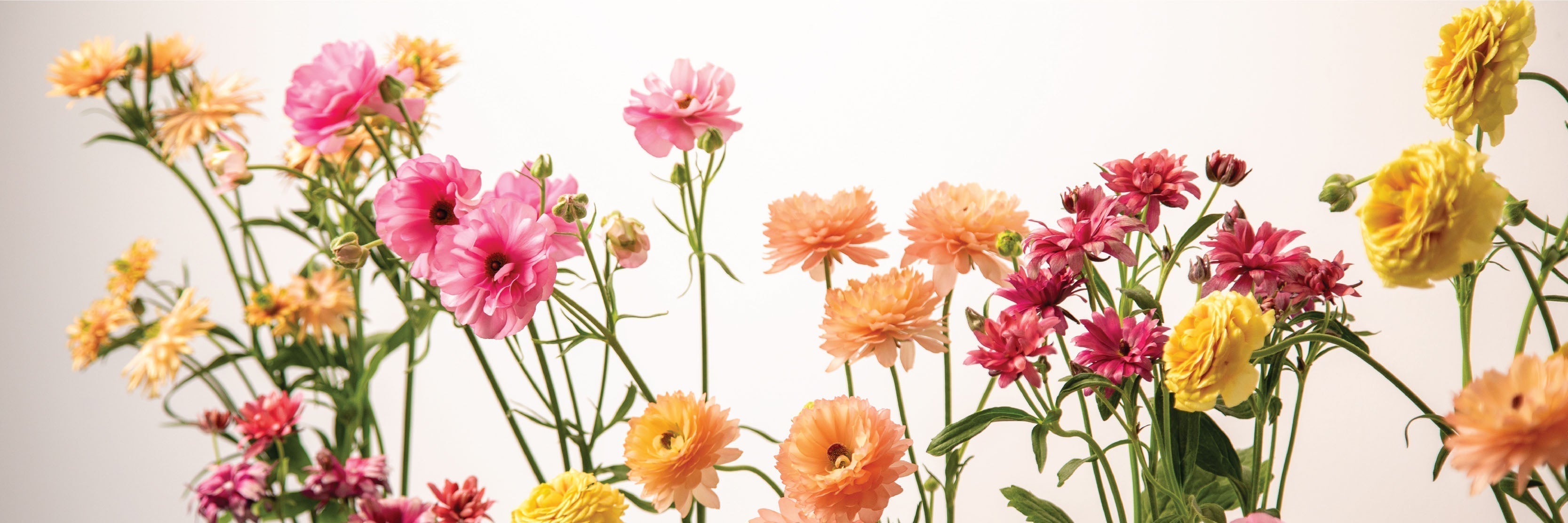 Floraprima Unveils the Natura Moderna Collection: Crafted to Stand Out