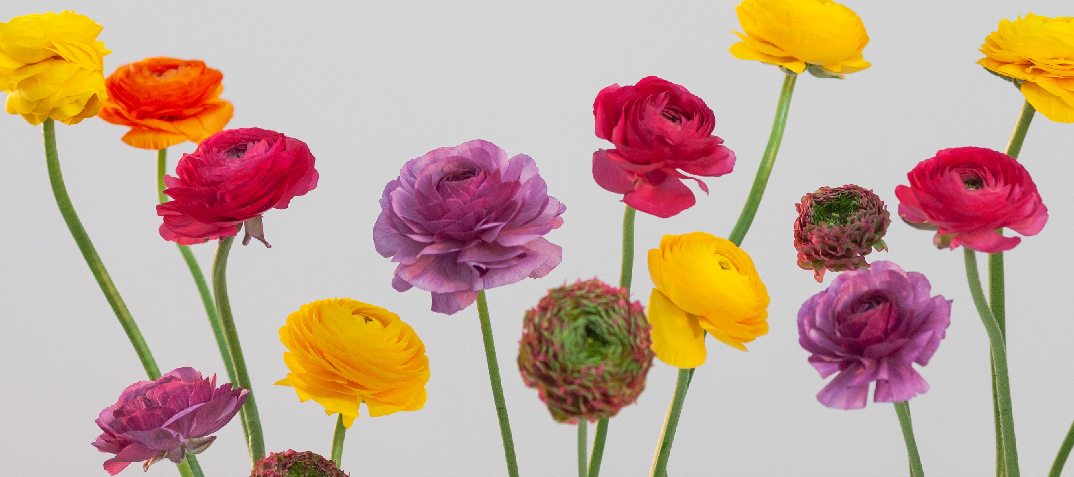 Ranunculus – Floraprima