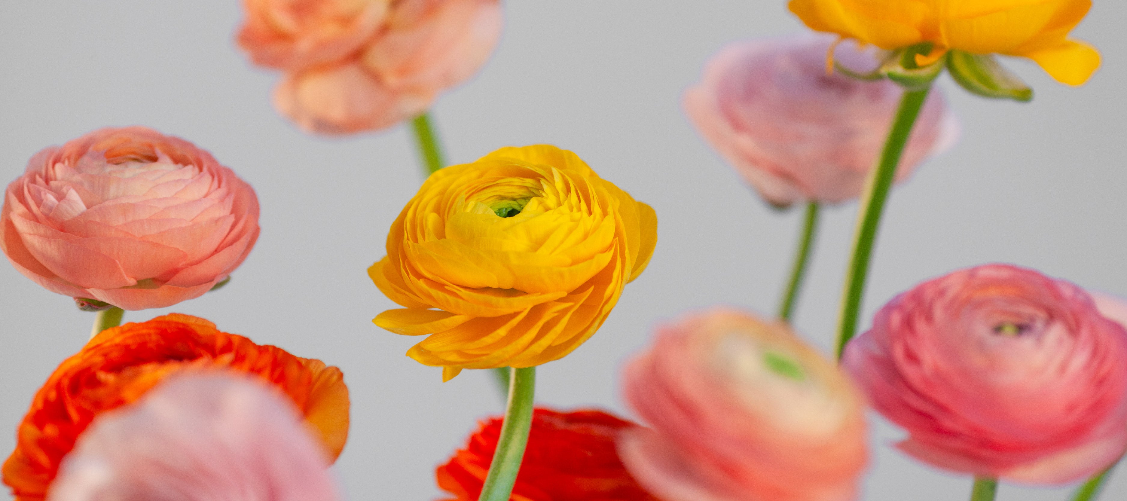 Elegance Collection – Floraprima