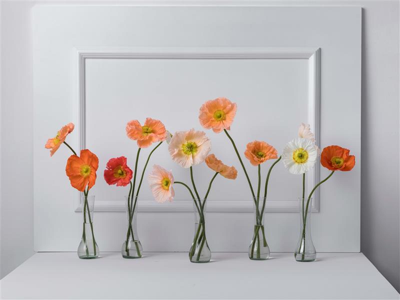 Poppy Collection – Floraprima