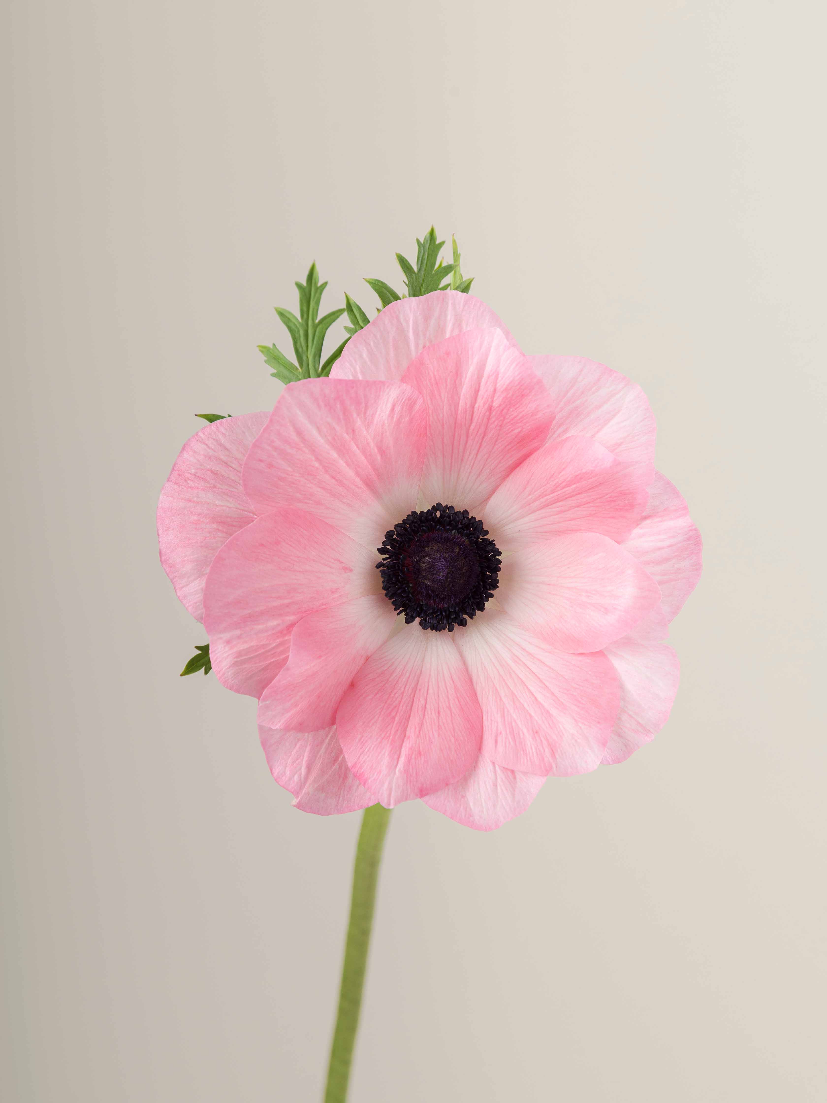 Mistral Rosa Chiaro – Floraprima