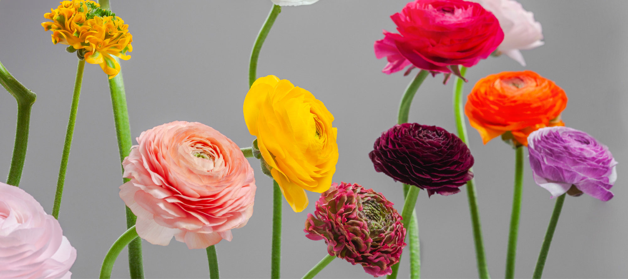 Our Story – Floraprima