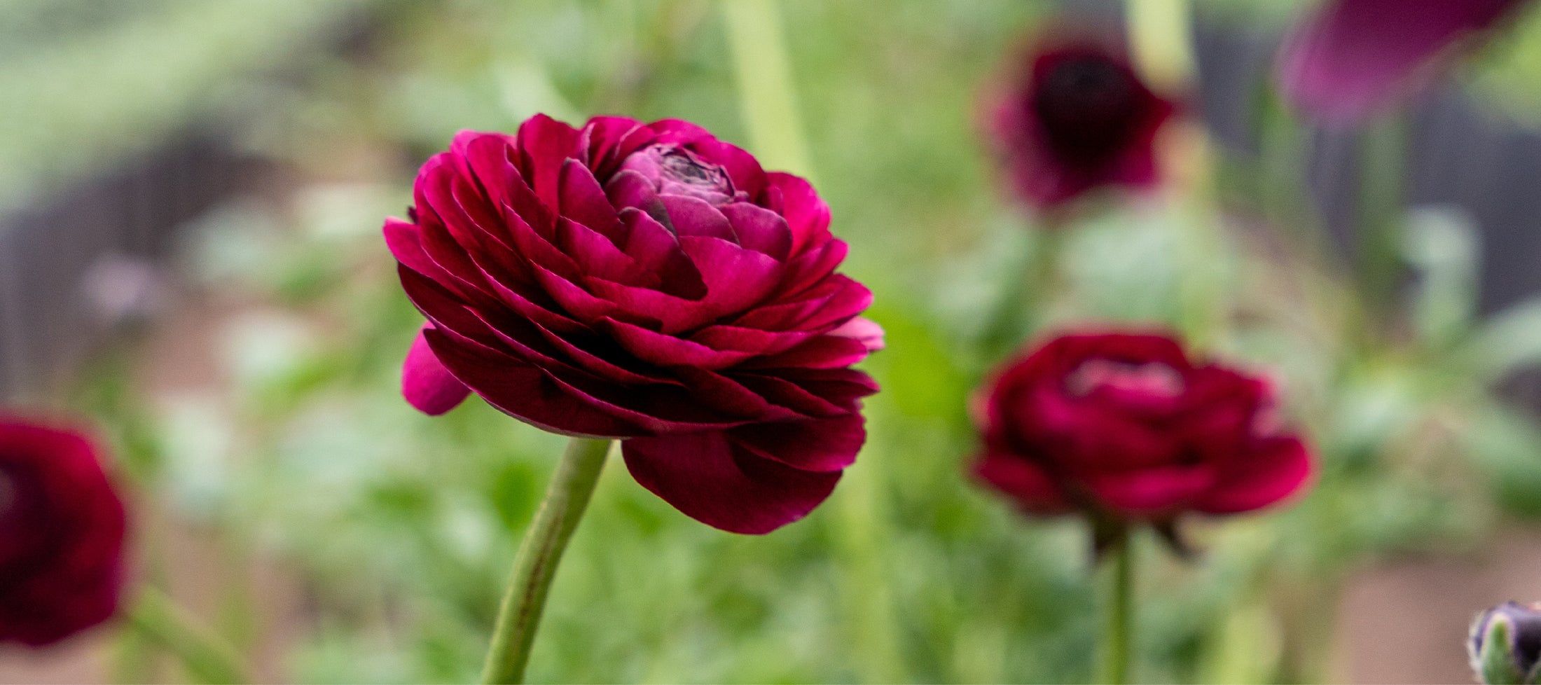 Our Story – Floraprima