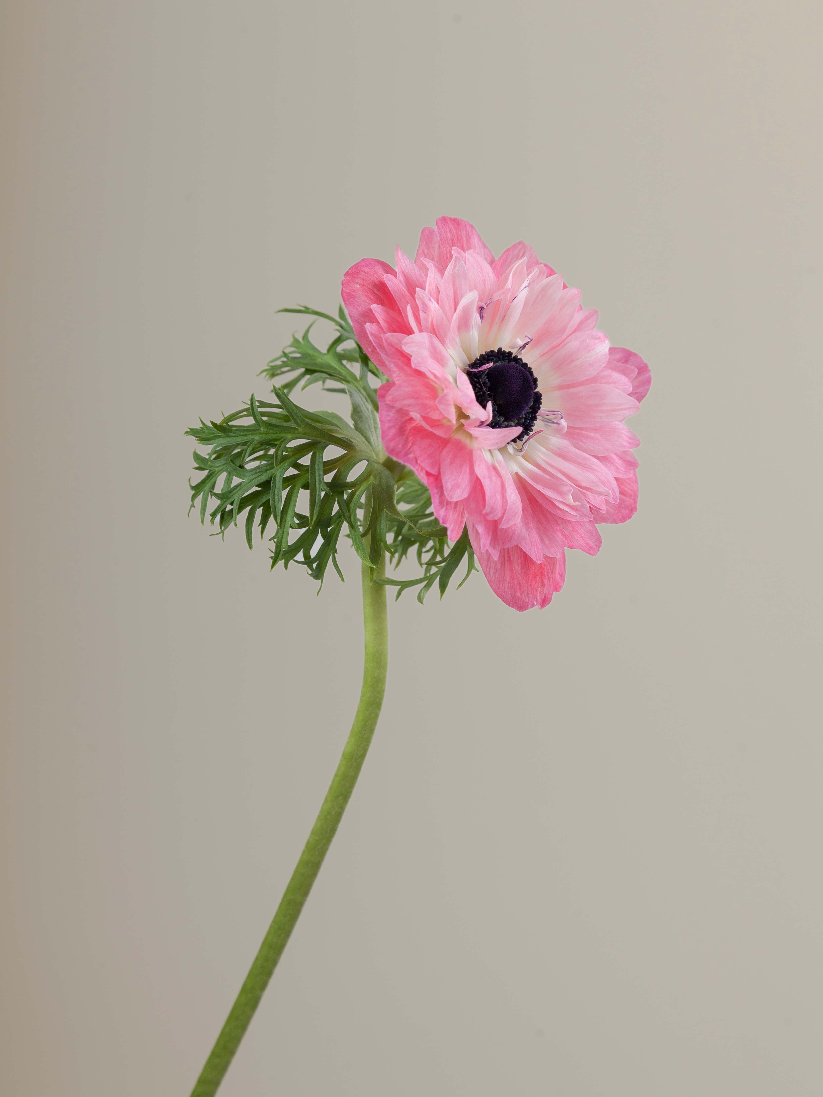 Levante Rosa – Floraprima