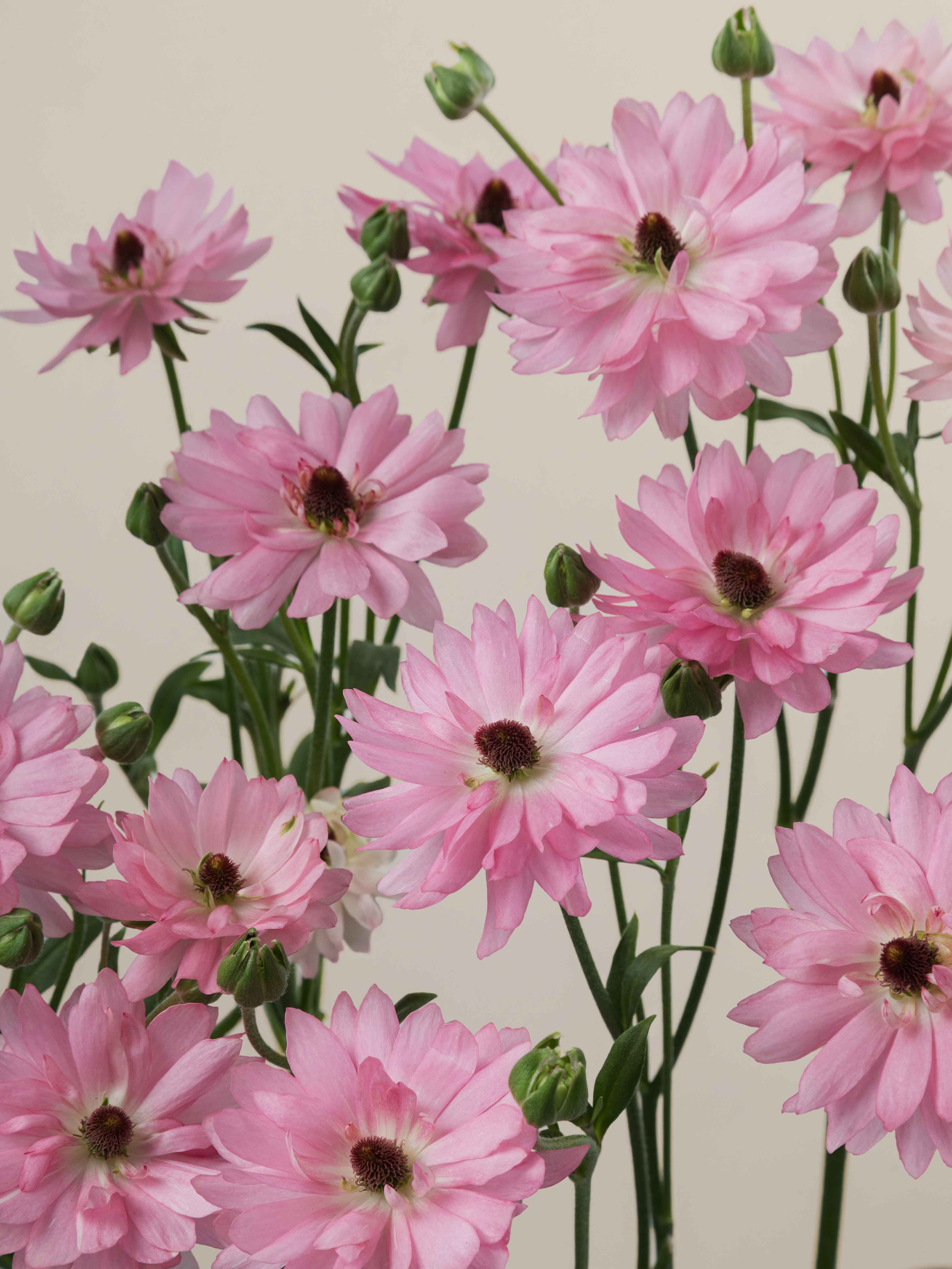 Natura Moderna Venus – Floraprima