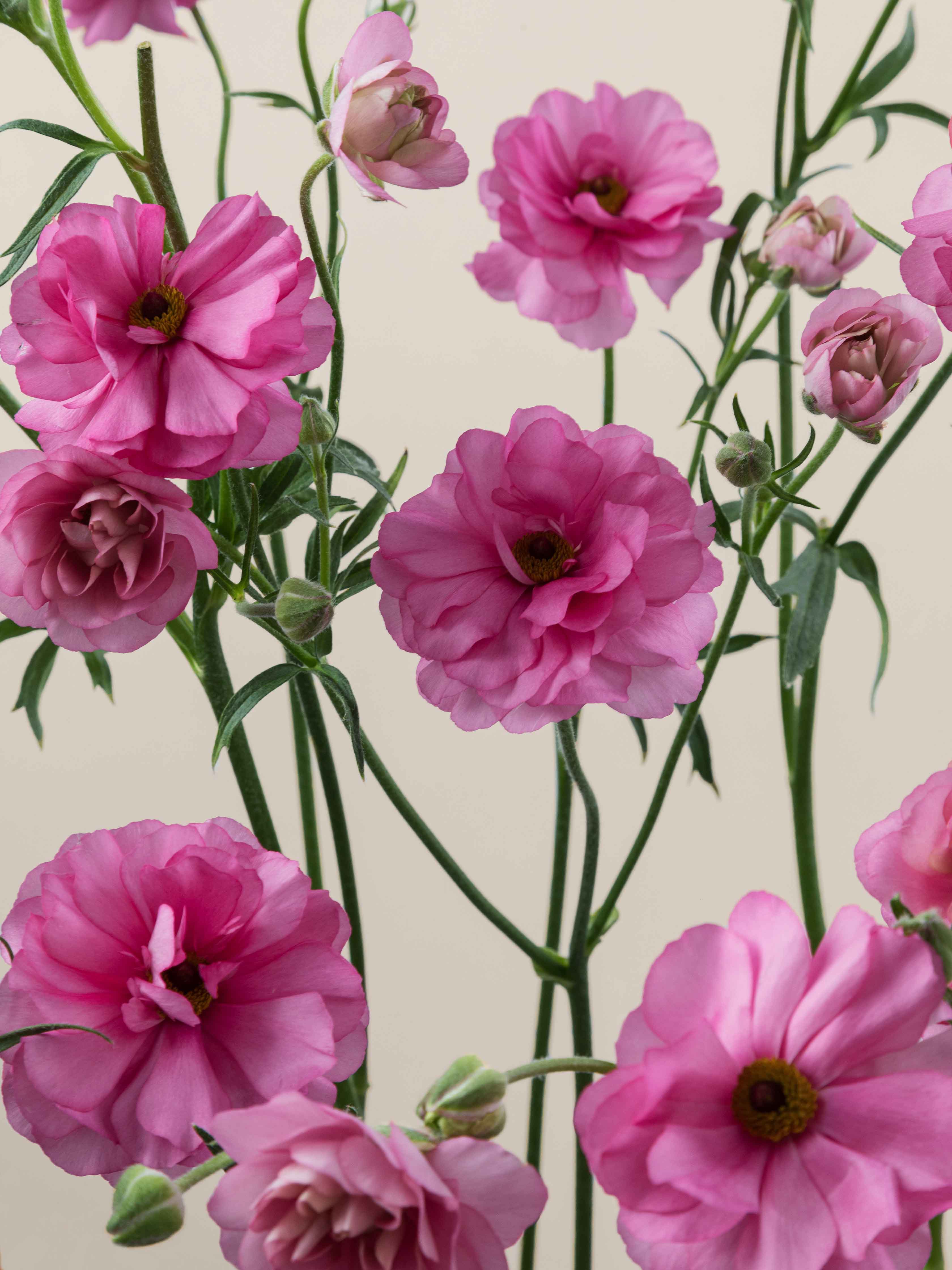 Natura Moderna Dolce – Floraprima