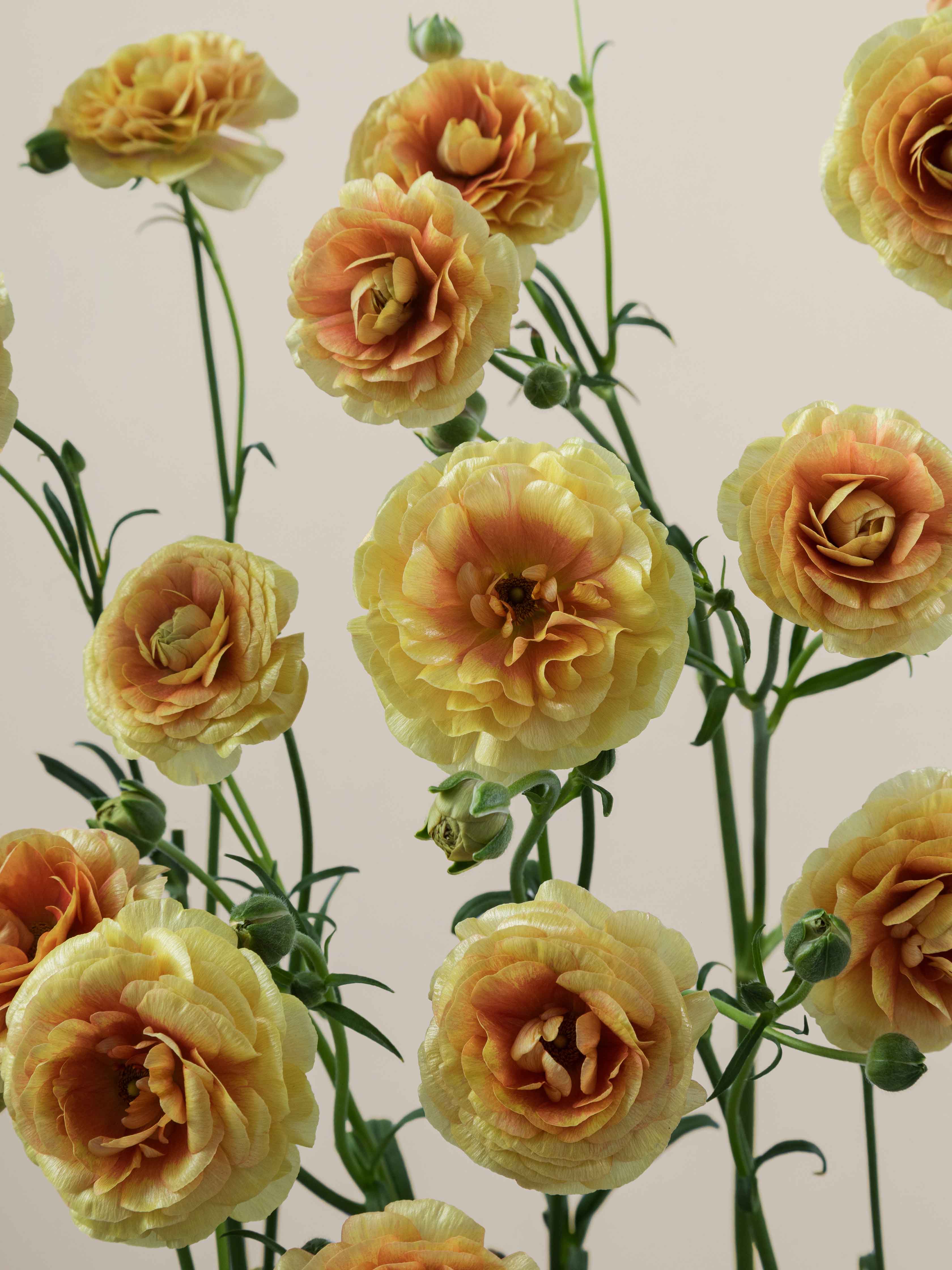 Natura Moderna Miele – Floraprima