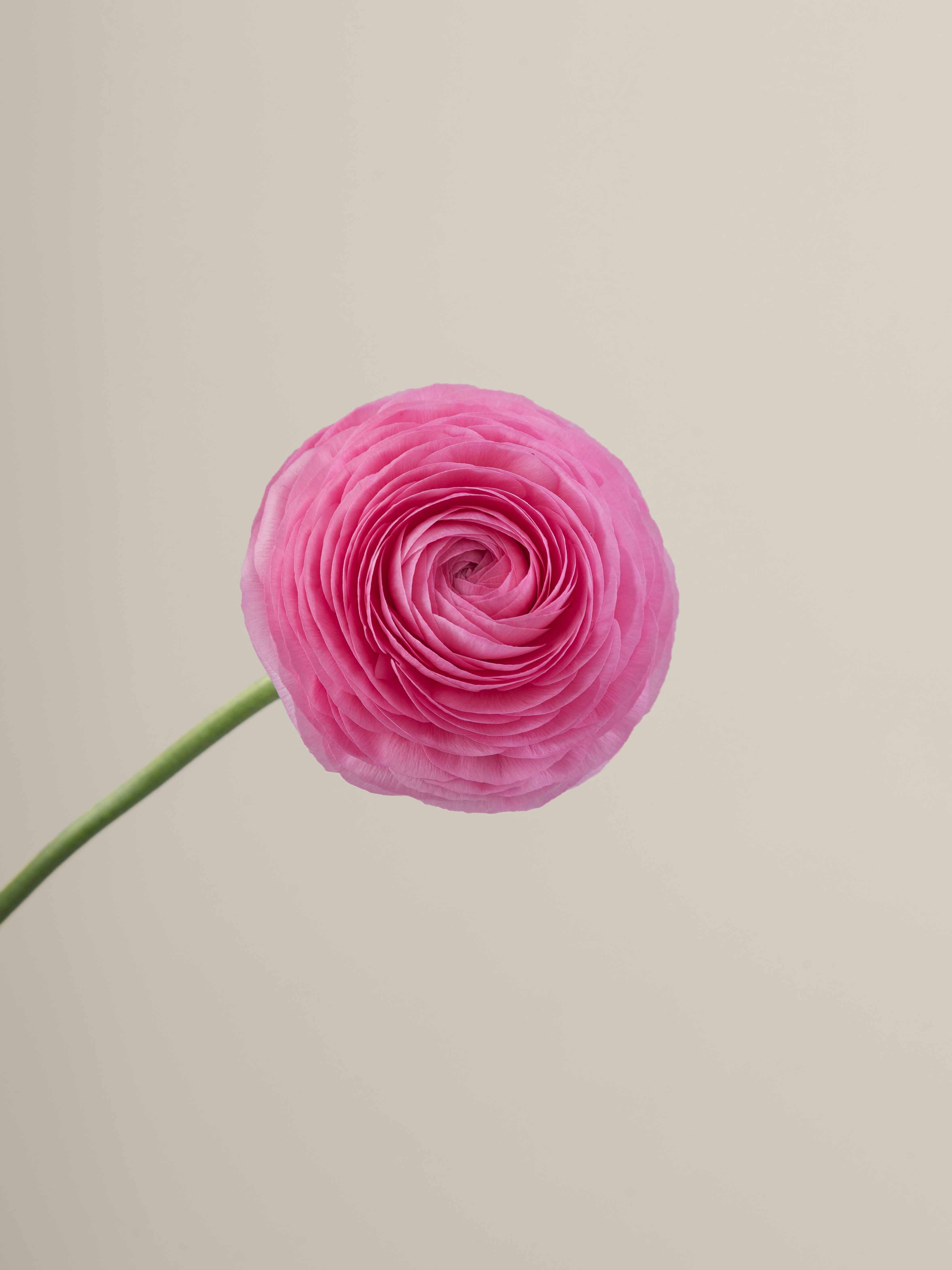 Elegance Rosa – Floraprima