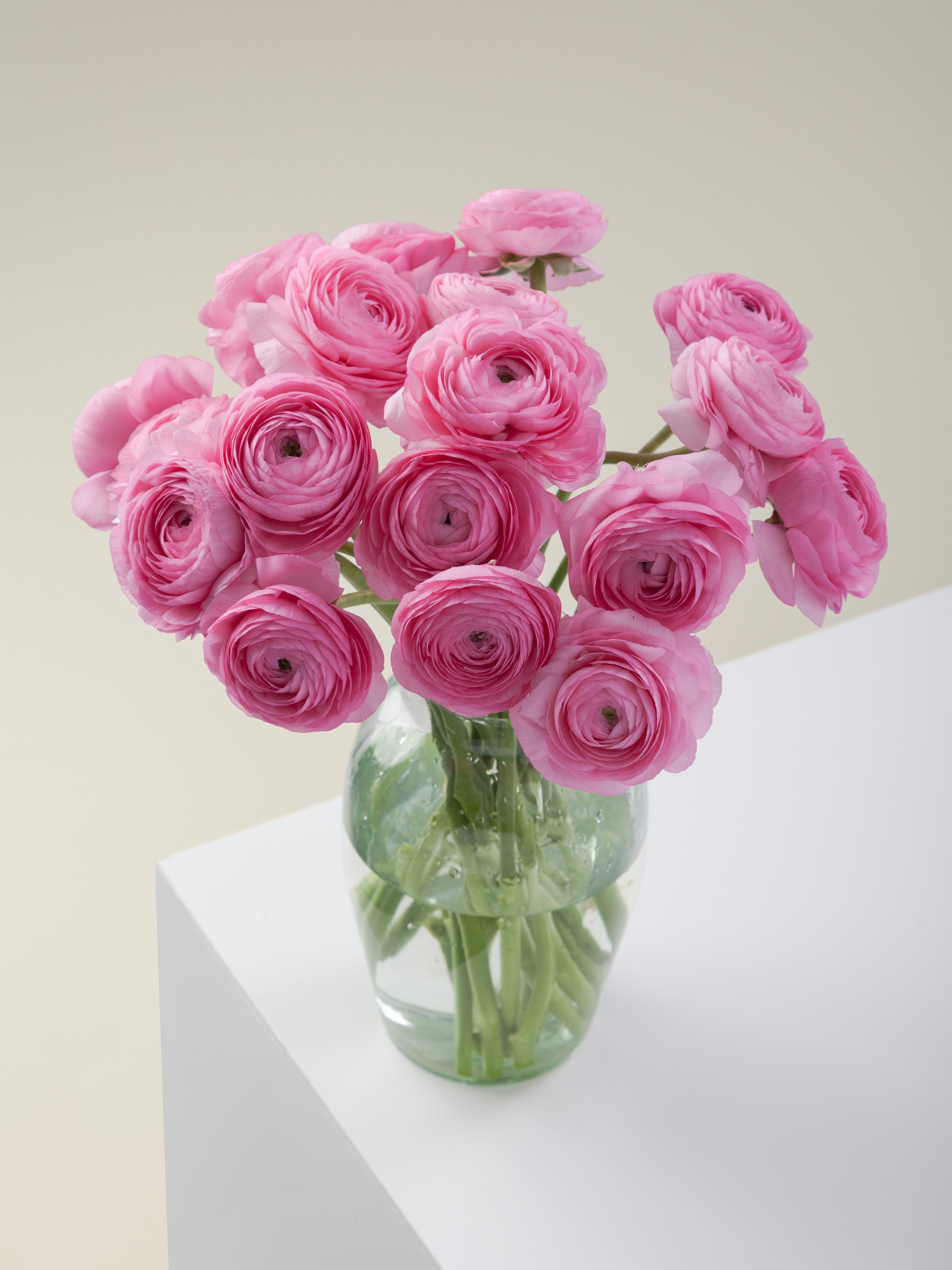 Elegance Rosa Chiaro – Floraprima