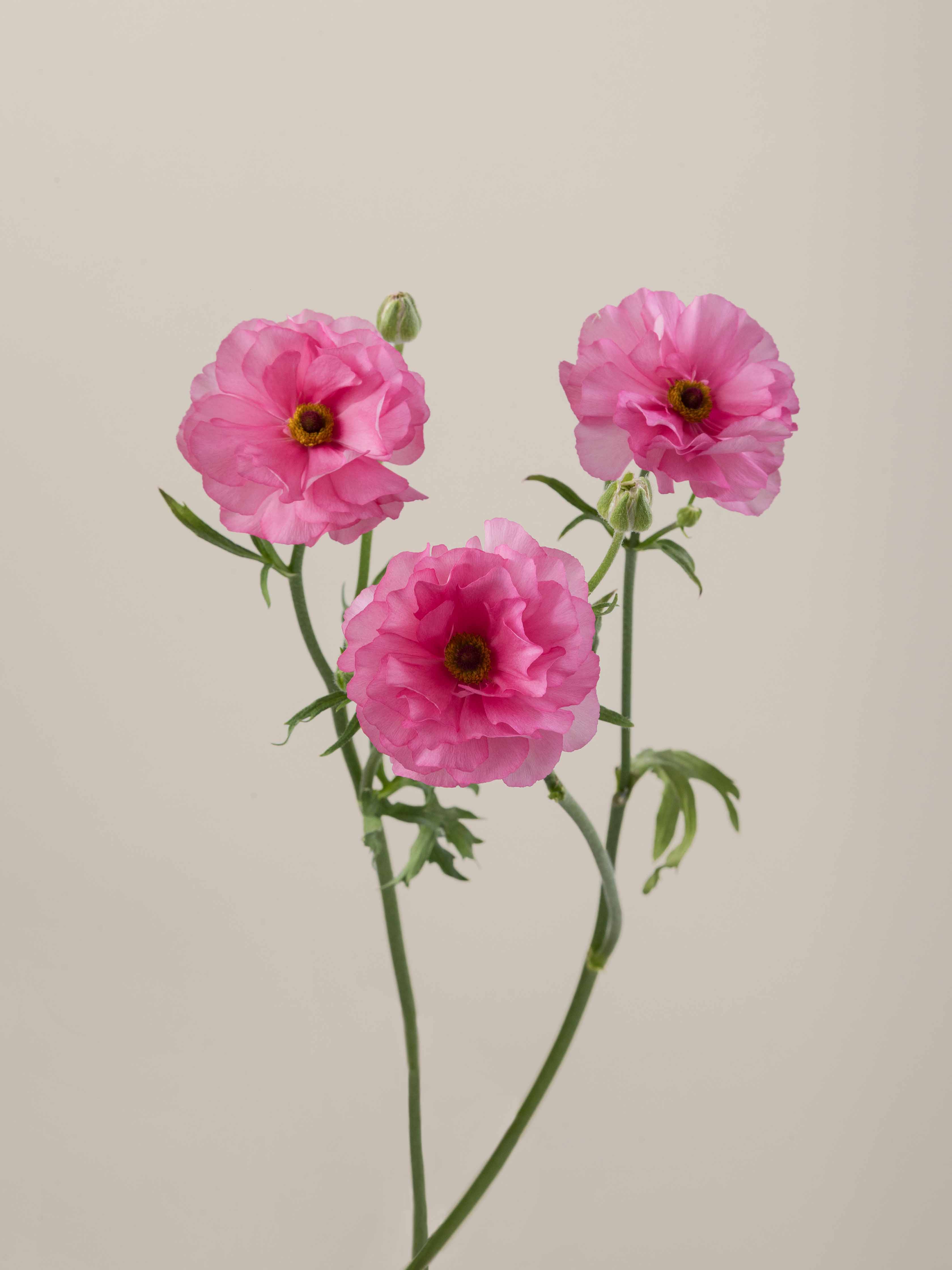 Moderna Collection – Floraprima