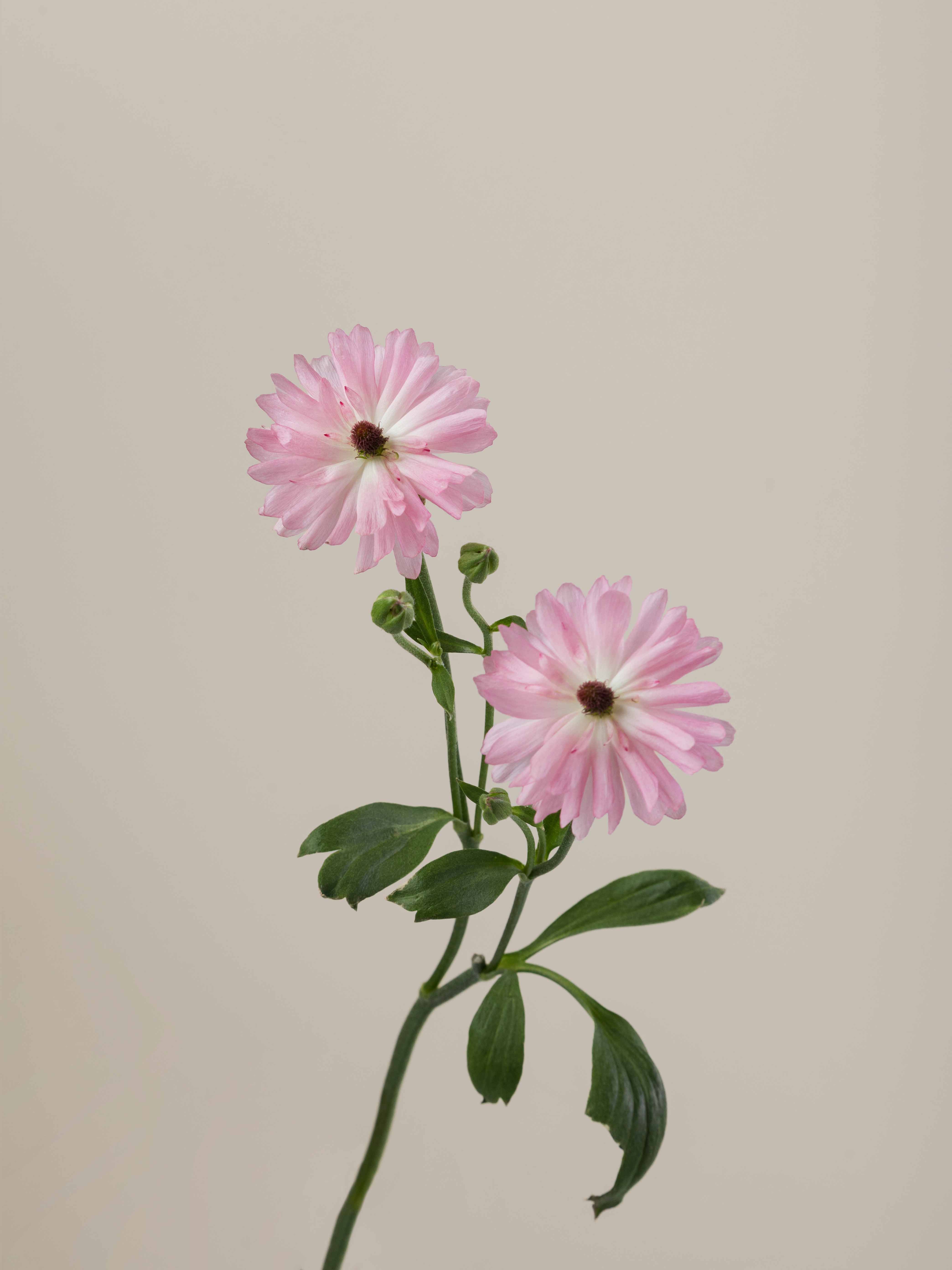 Natura Moderna Venus – Floraprima