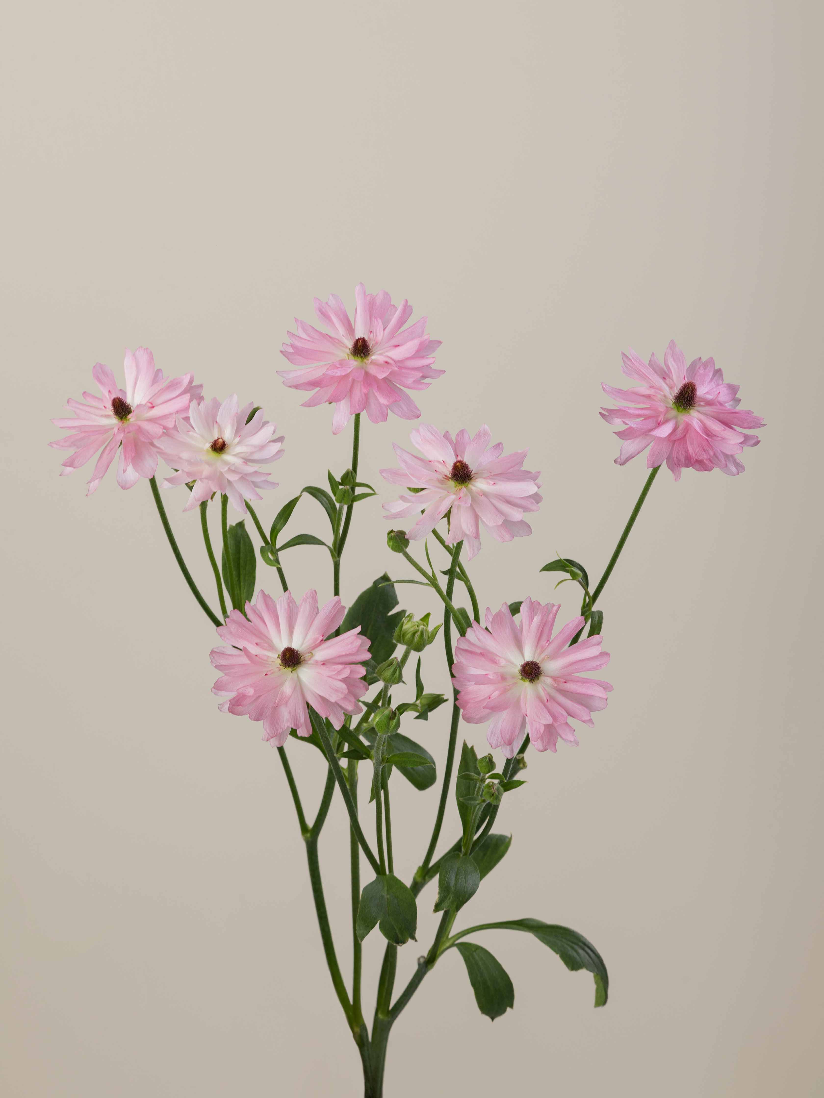 Natura Moderna Venus – Floraprima