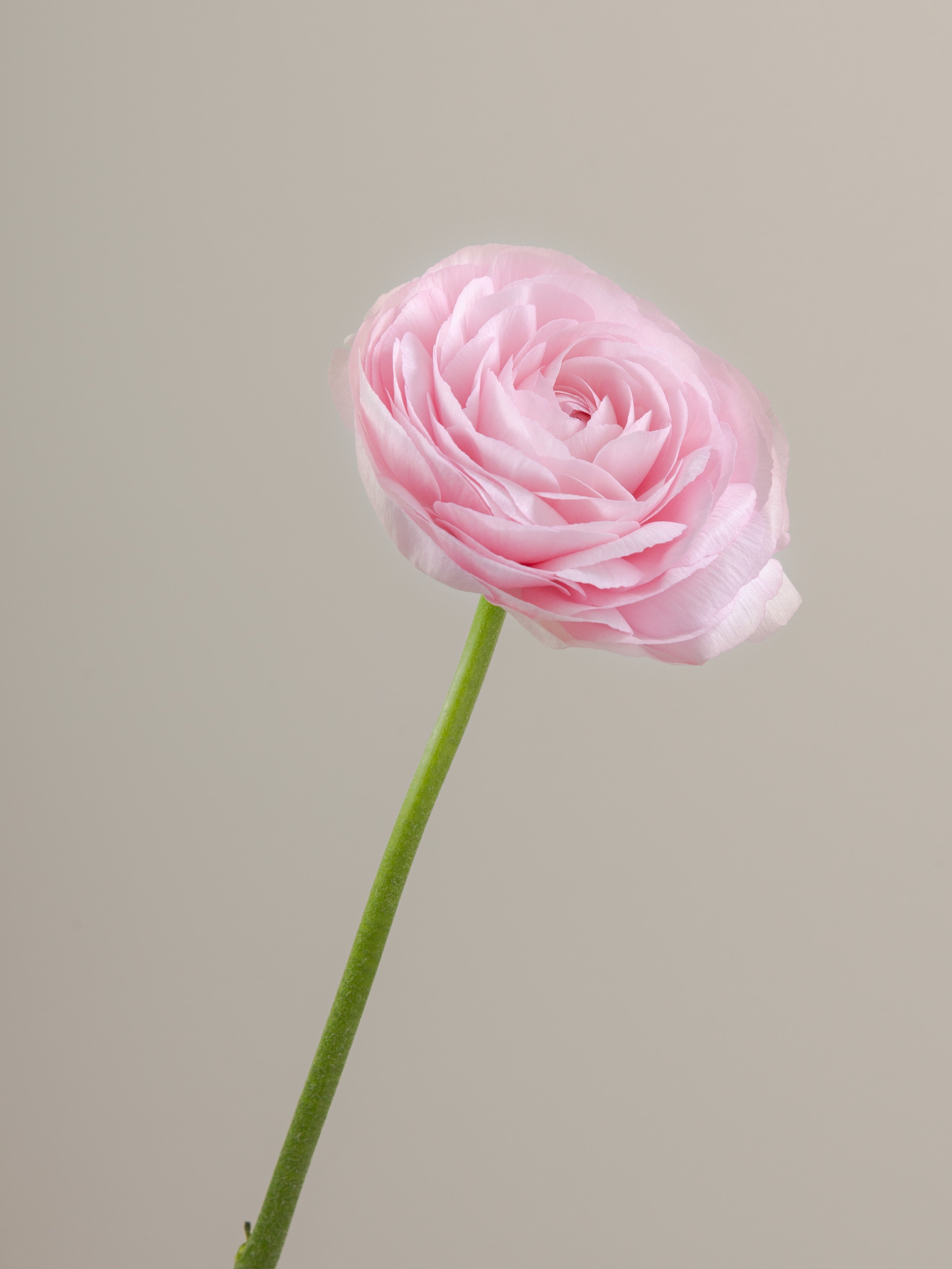 Cloni Success Lady – Floraprima