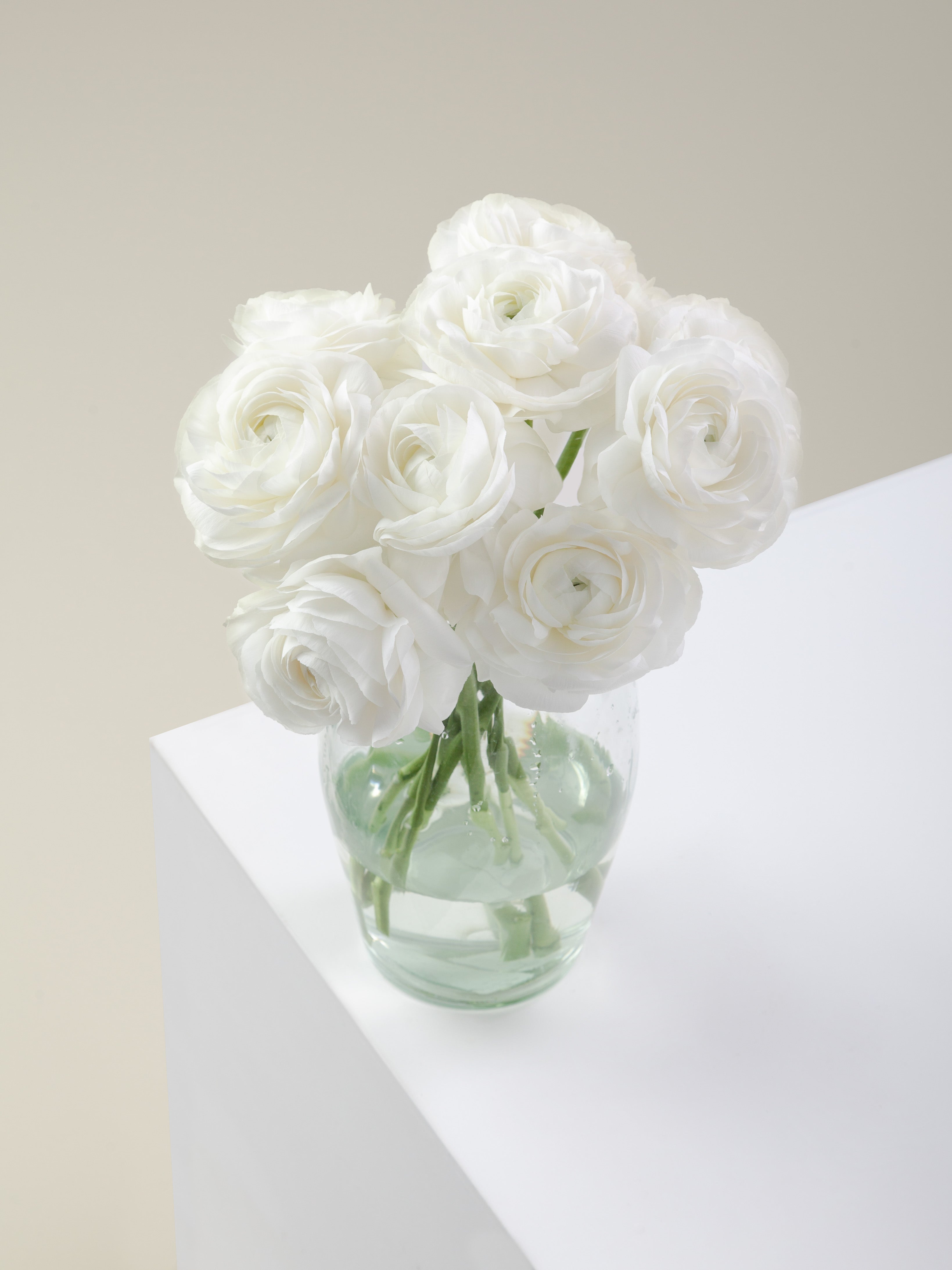 Cloni Success Niveo – Floraprima