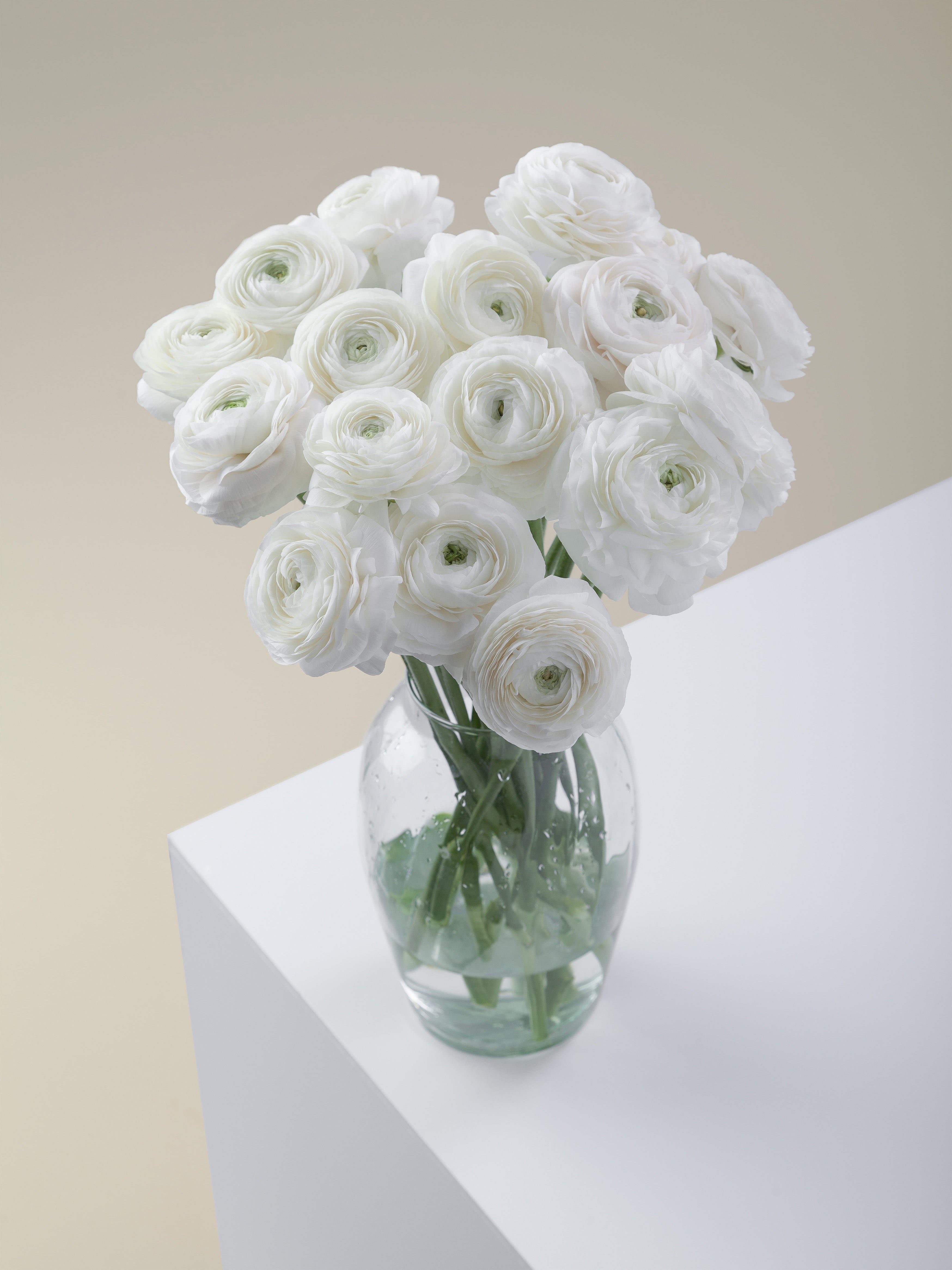 Elegance Bianco – Floraprima