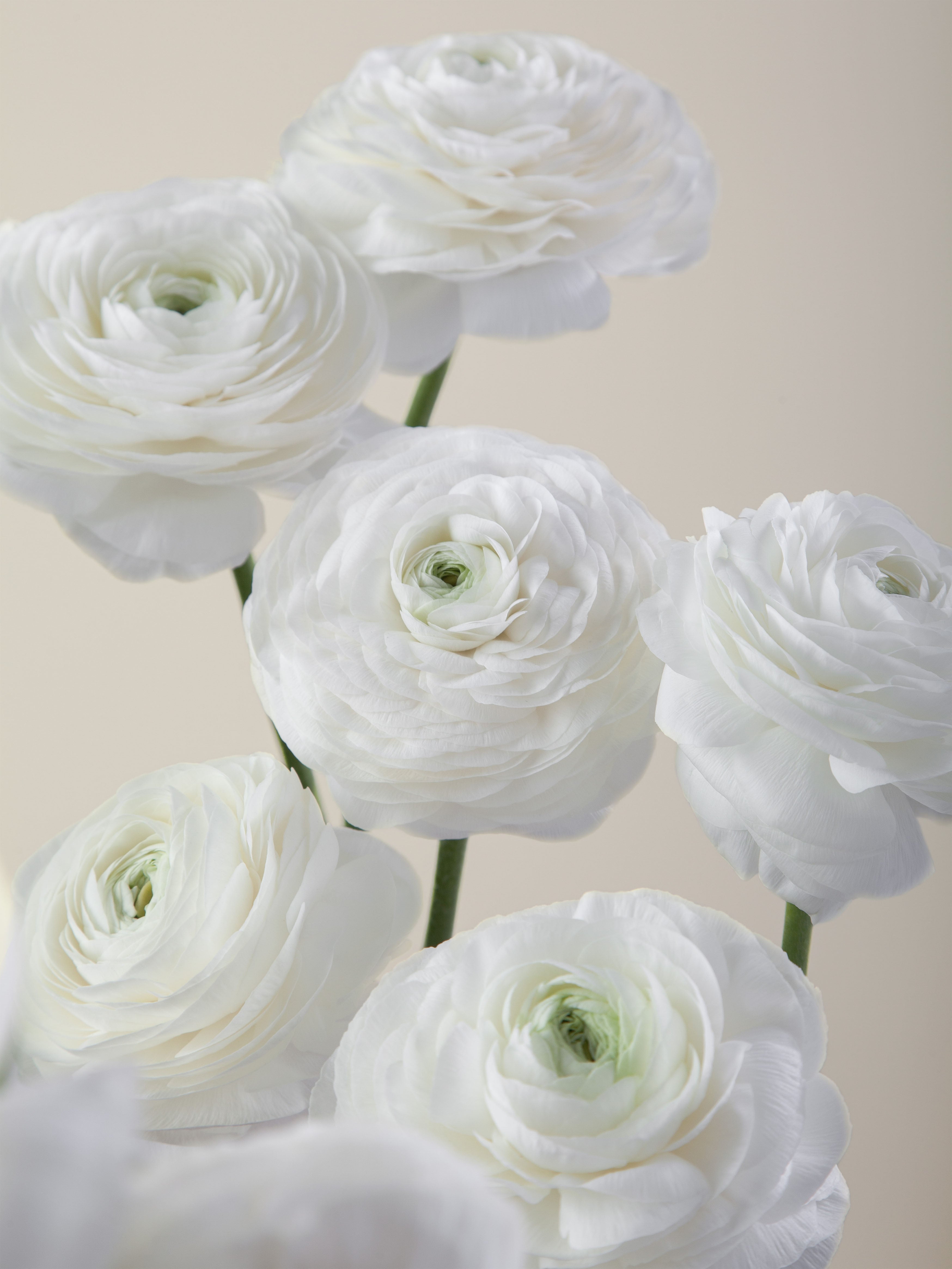 Elegance Bianco – Floraprima