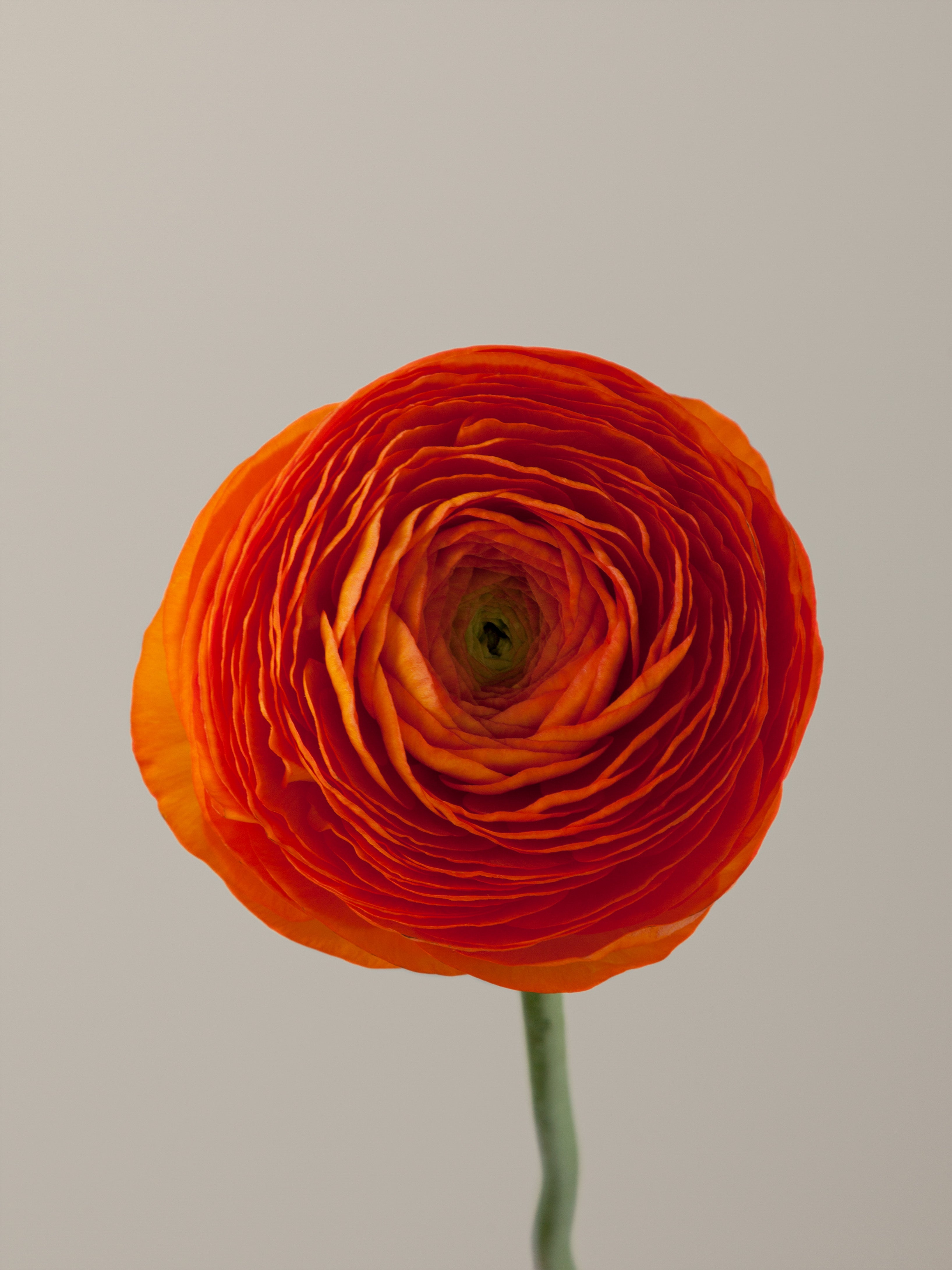 Elegance Clementine – Floraprima