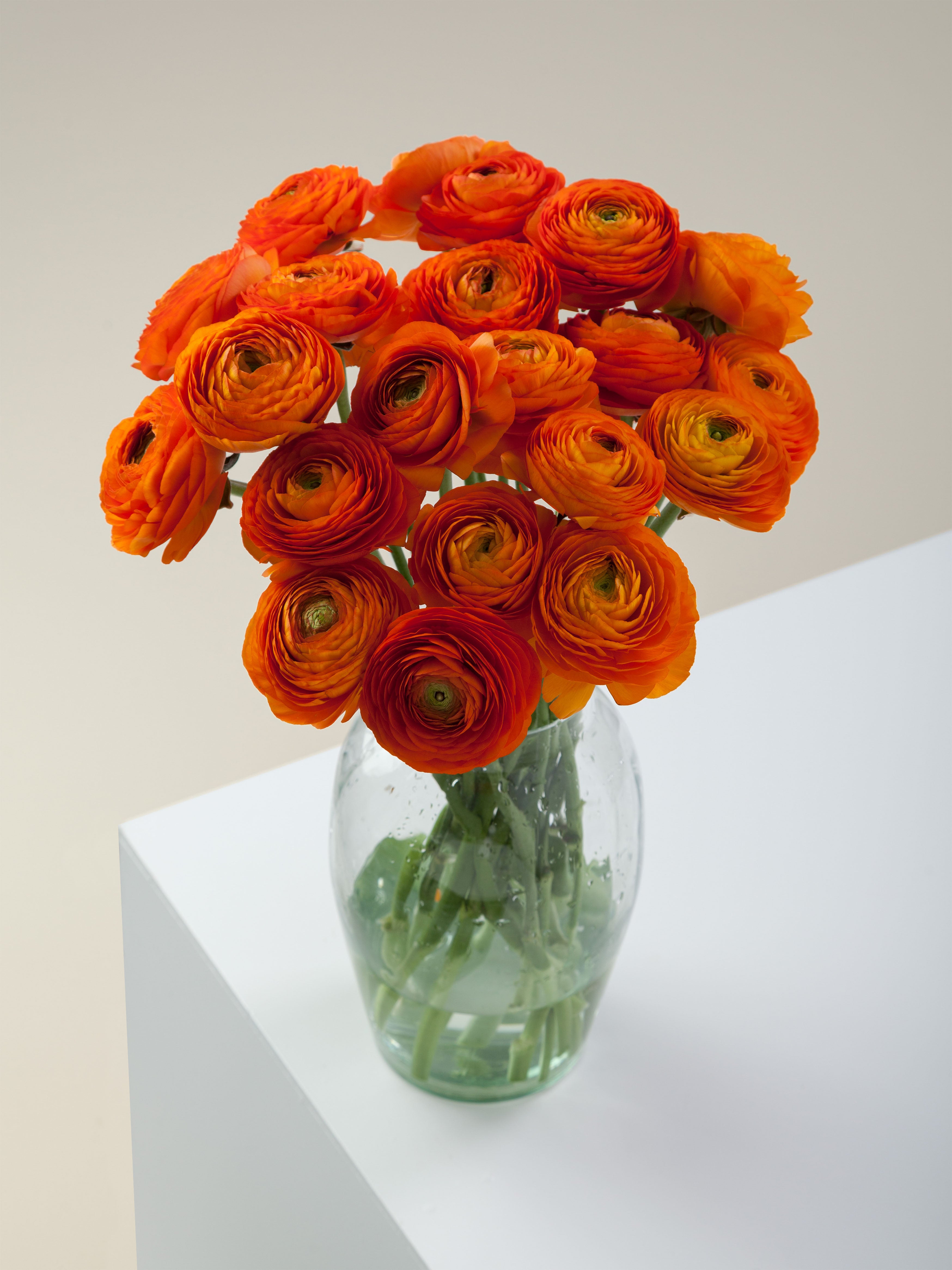 Elegance Clementine – Floraprima