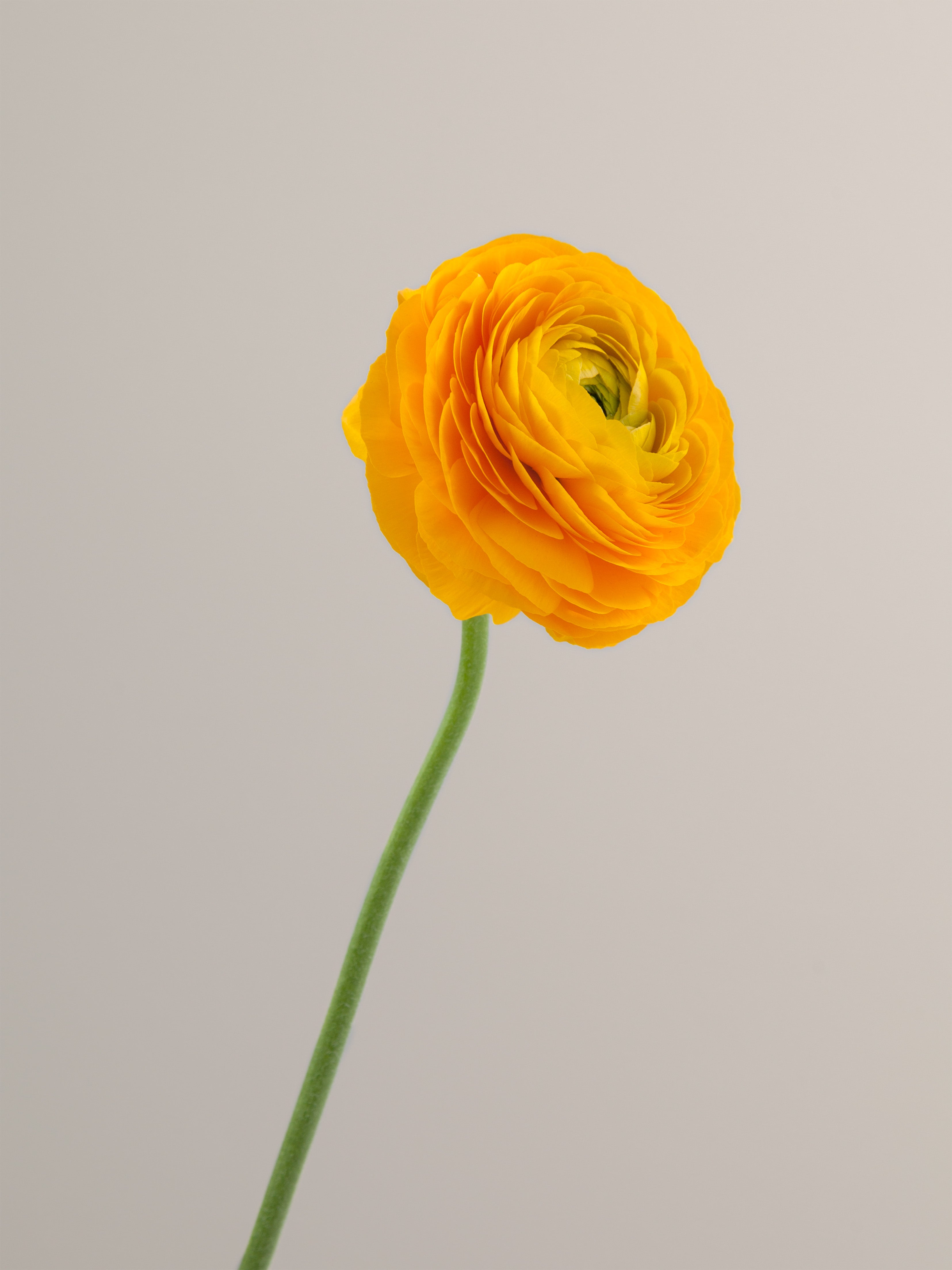Elegance Giallo – Floraprima