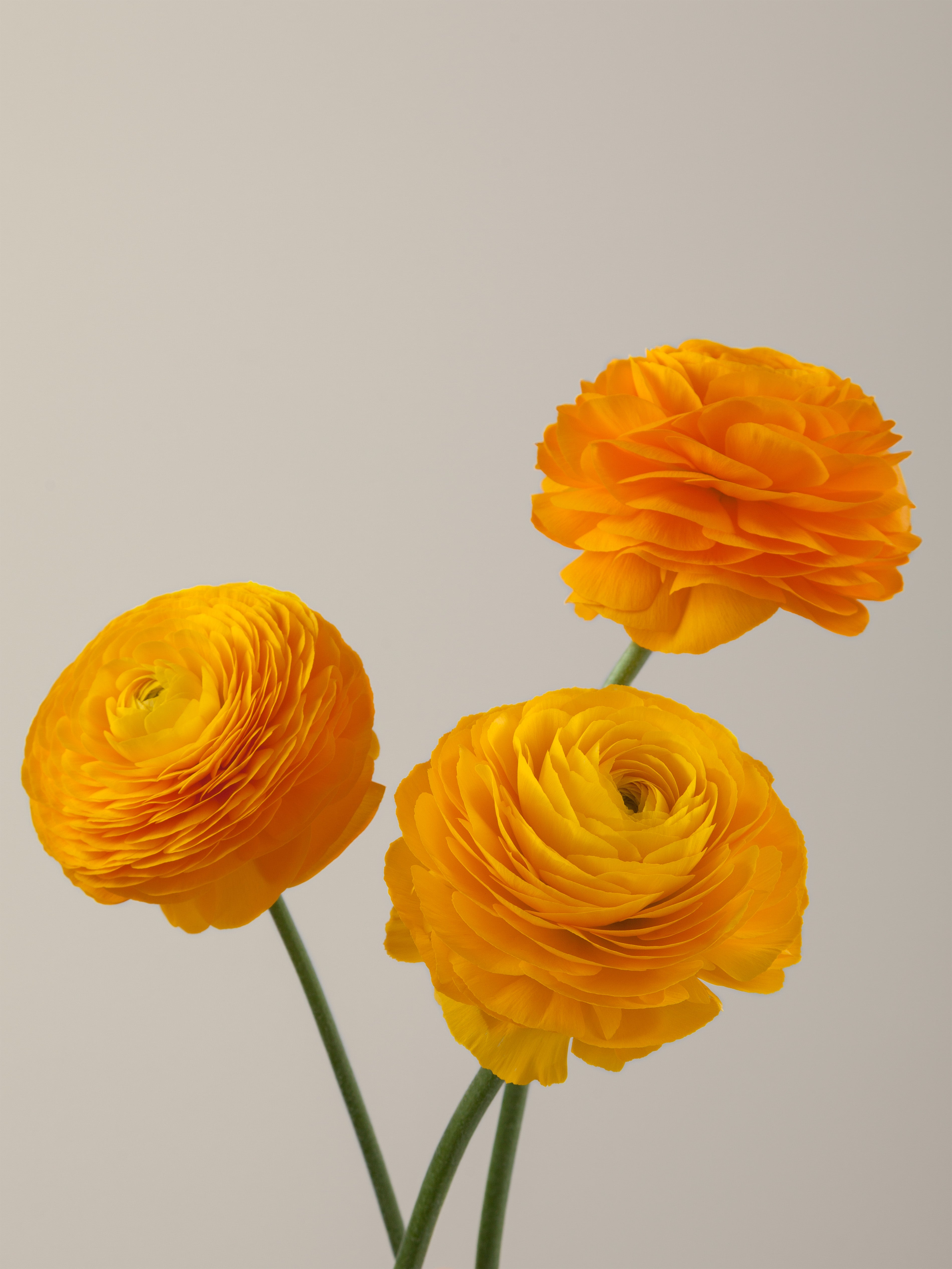 Elegance Giallo – Floraprima