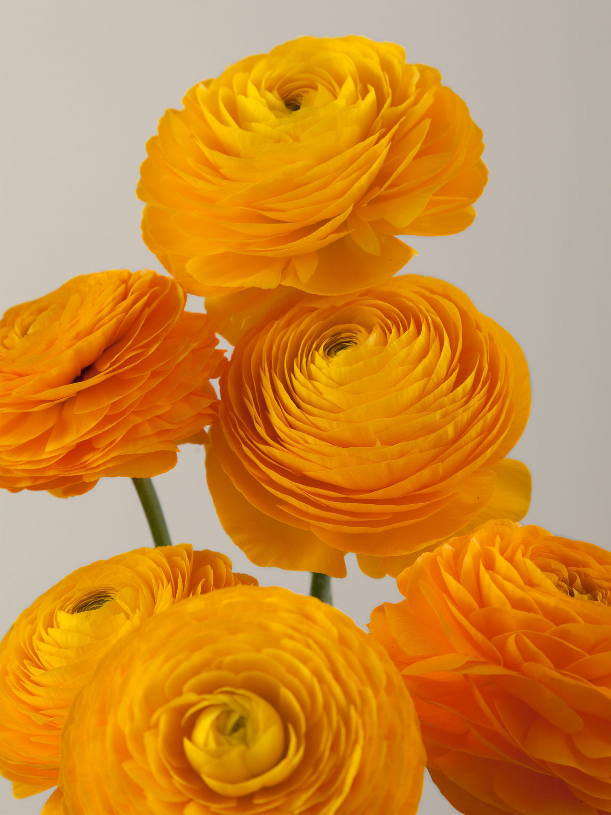 Elegance Giallo – Floraprima