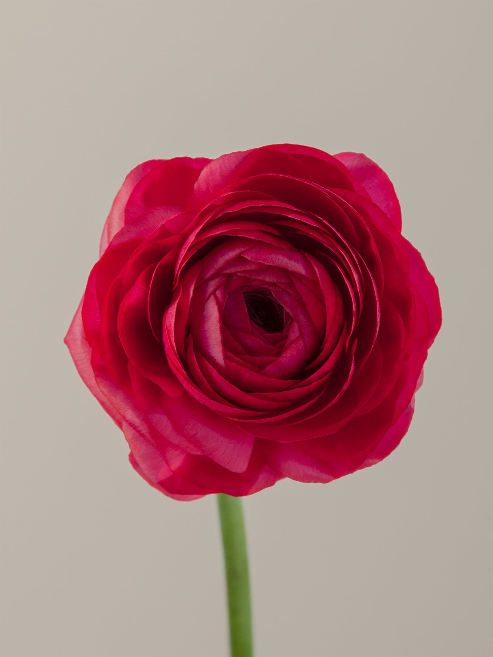 ranunculus vortex hot pink