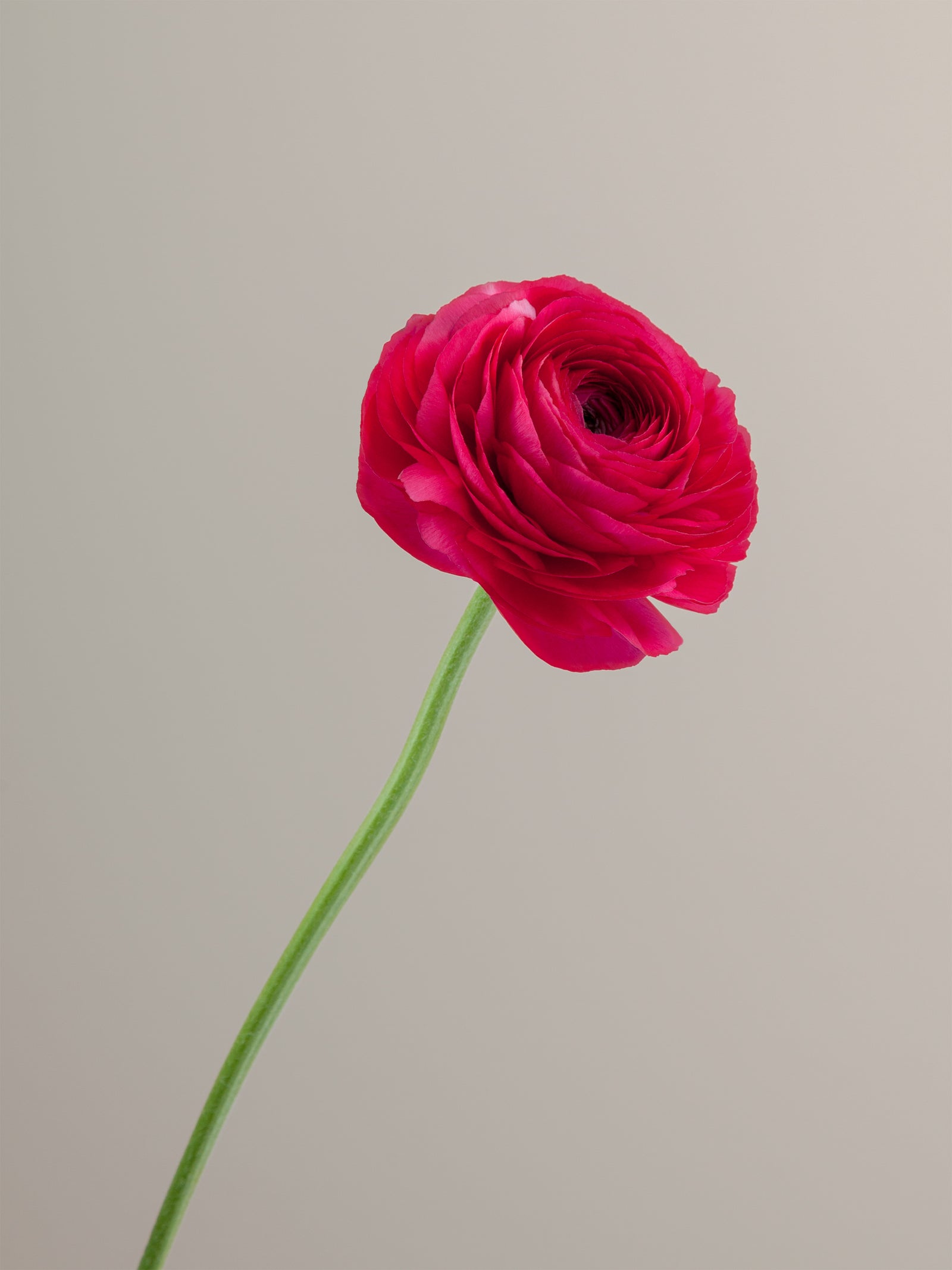 ranunculus vortex hot pink