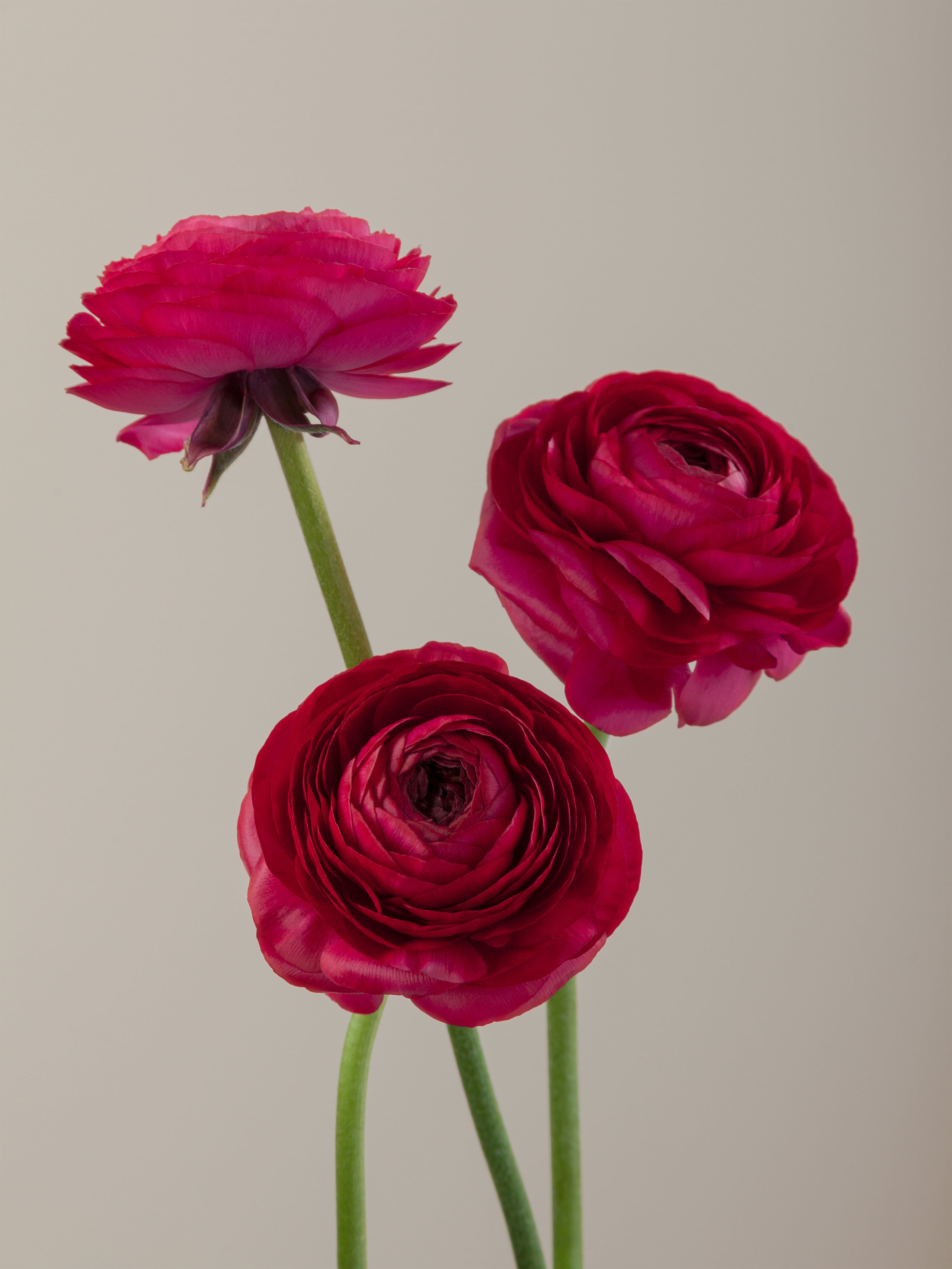 Elegance Hot Pink – Floraprima