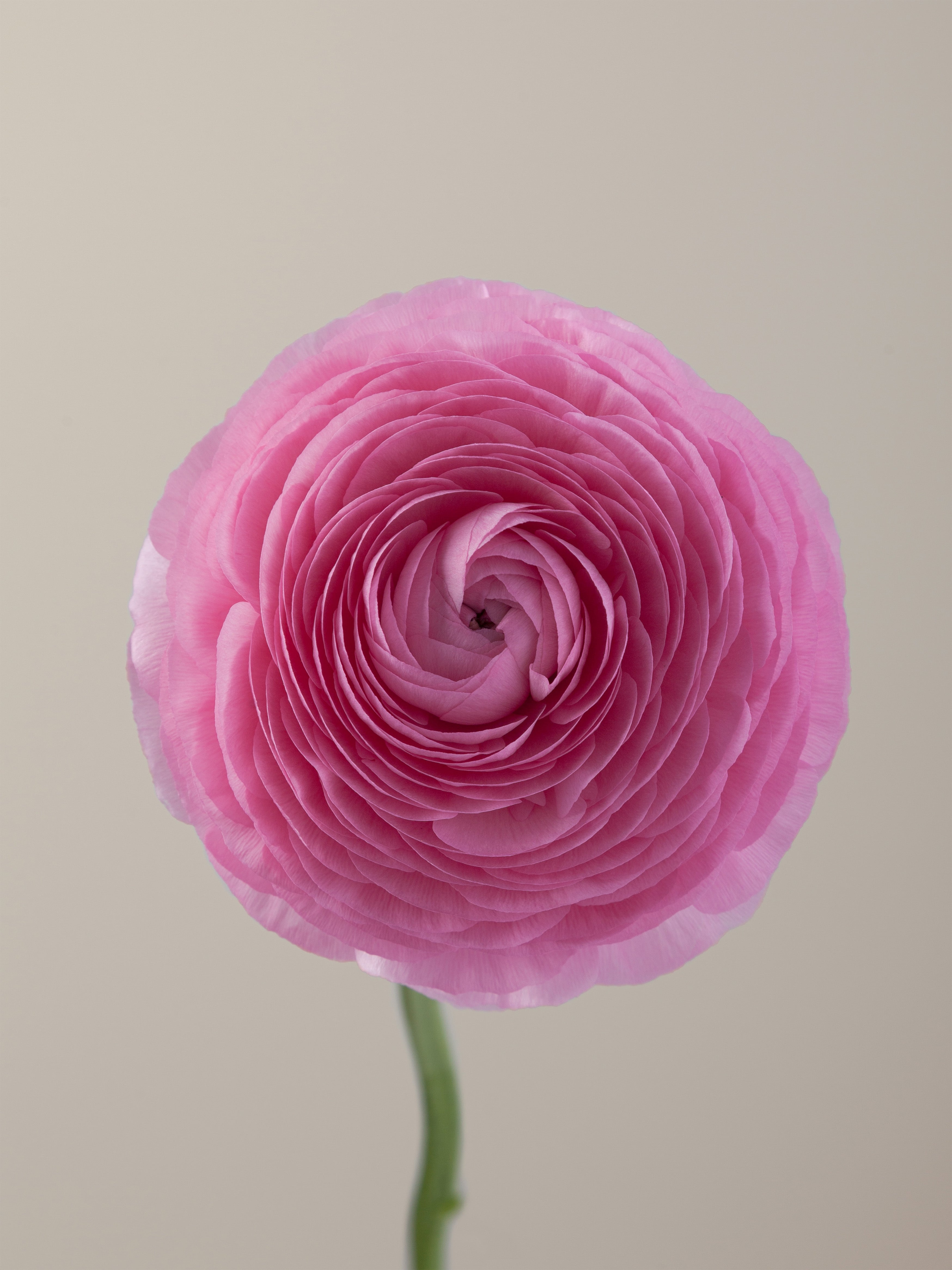 Elegance Rosa Chiaro – Floraprima