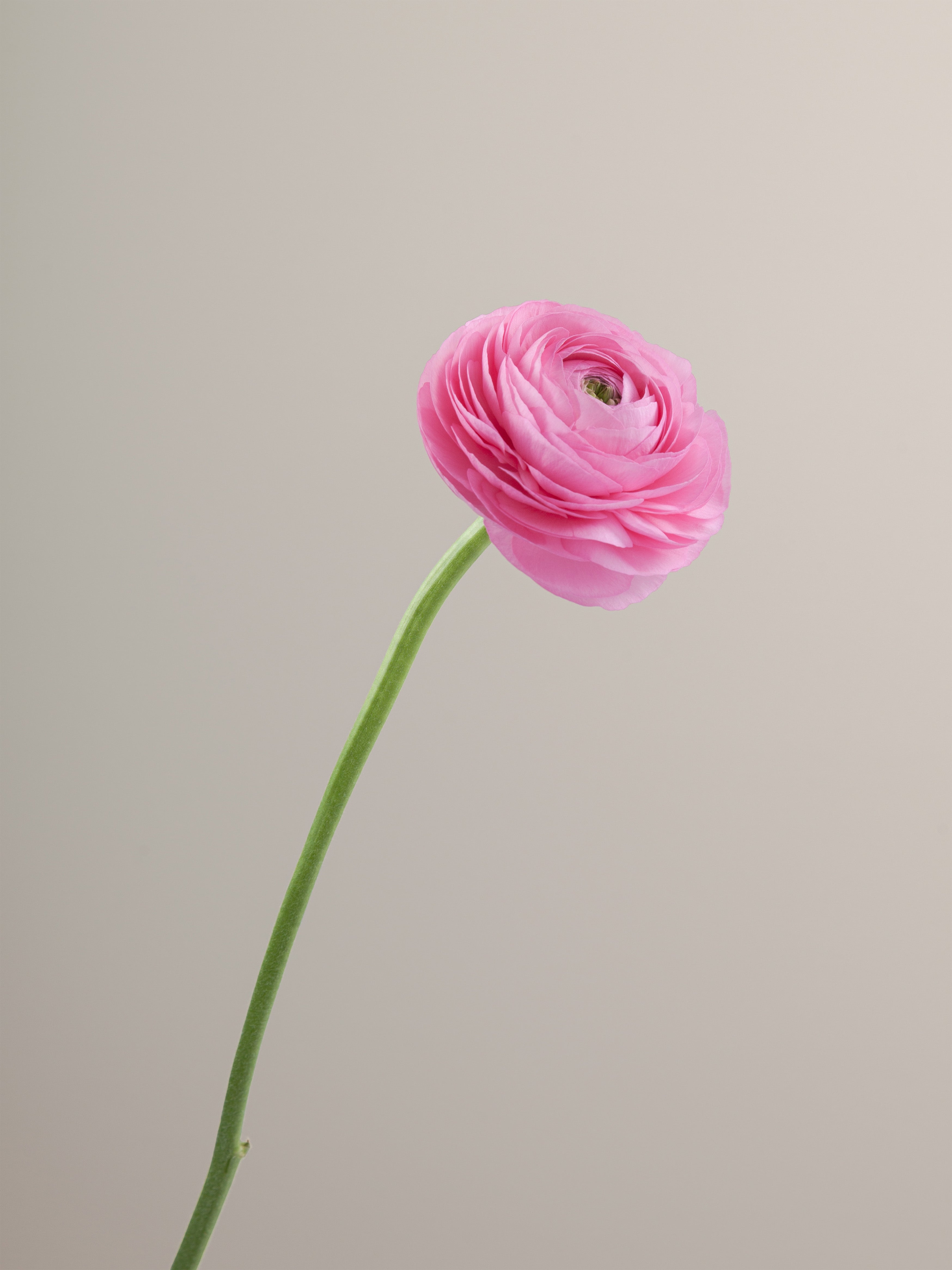 Elegance Rosa Chiaro – Floraprima