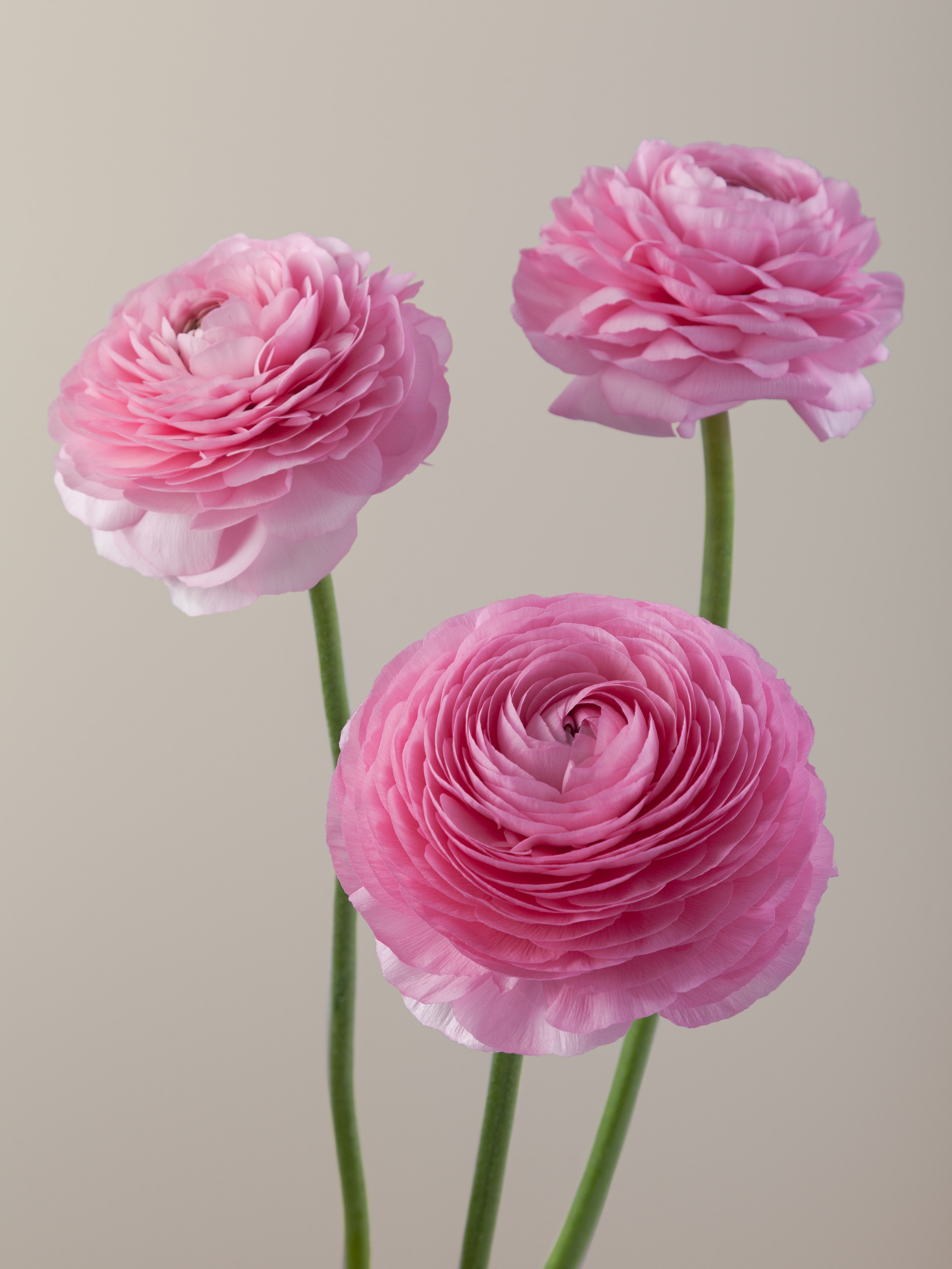 Elegance Rosa Chiaro – Floraprima