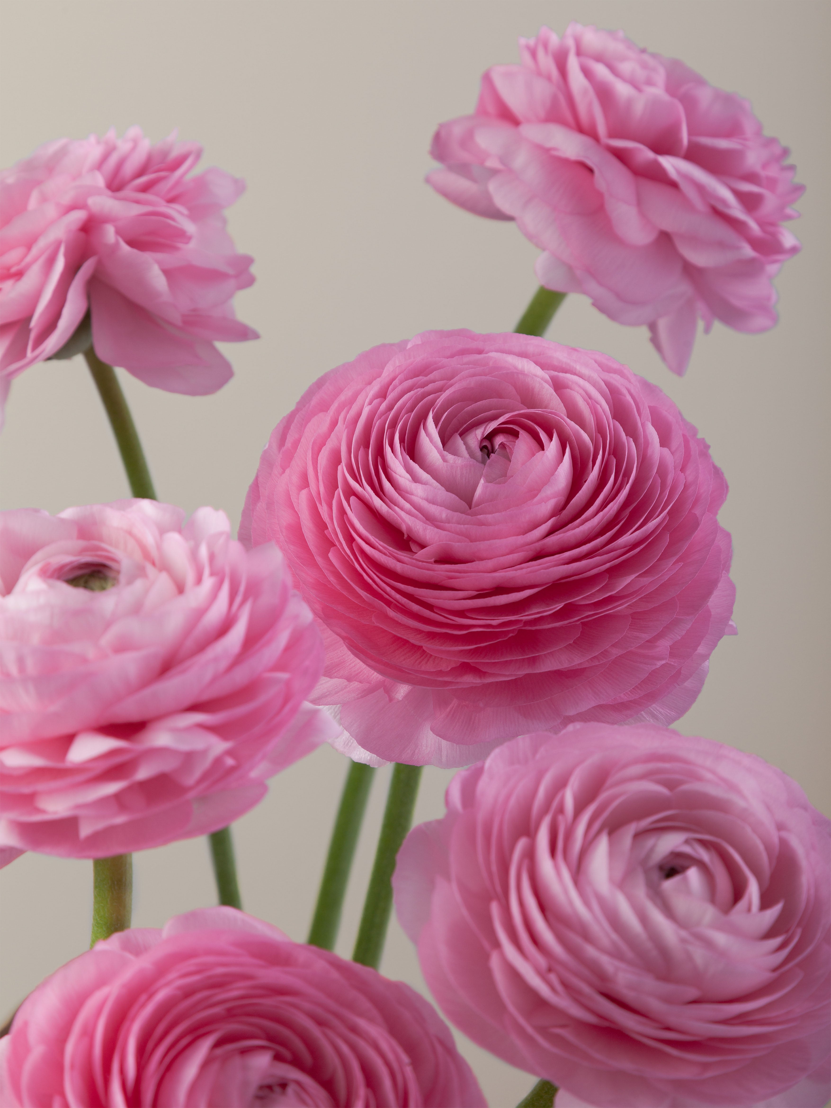 Elegance Rosa Chiaro – Floraprima