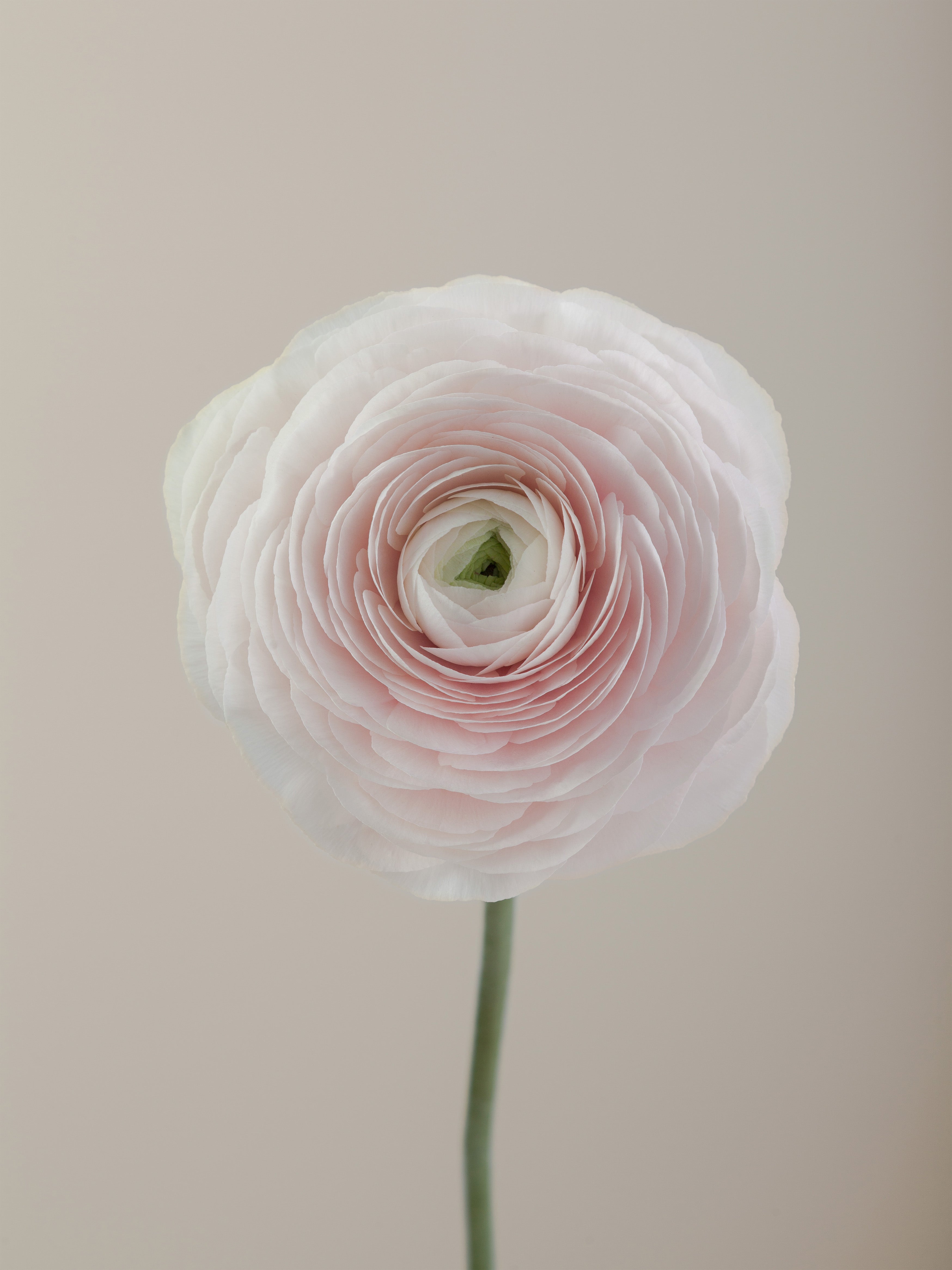 Cloni Success Hanoi – Floraprima