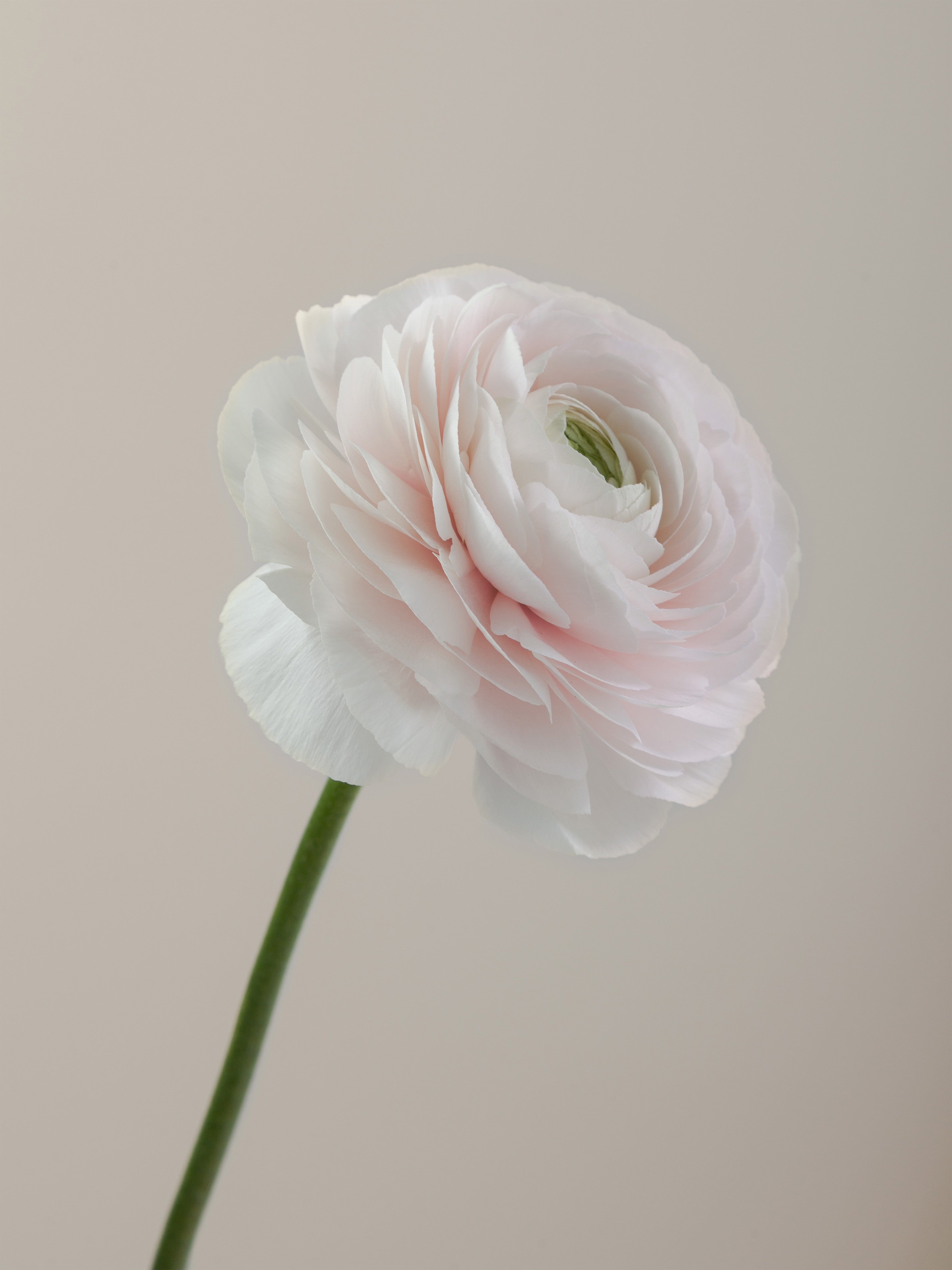 Cloni Success Hanoi – Floraprima