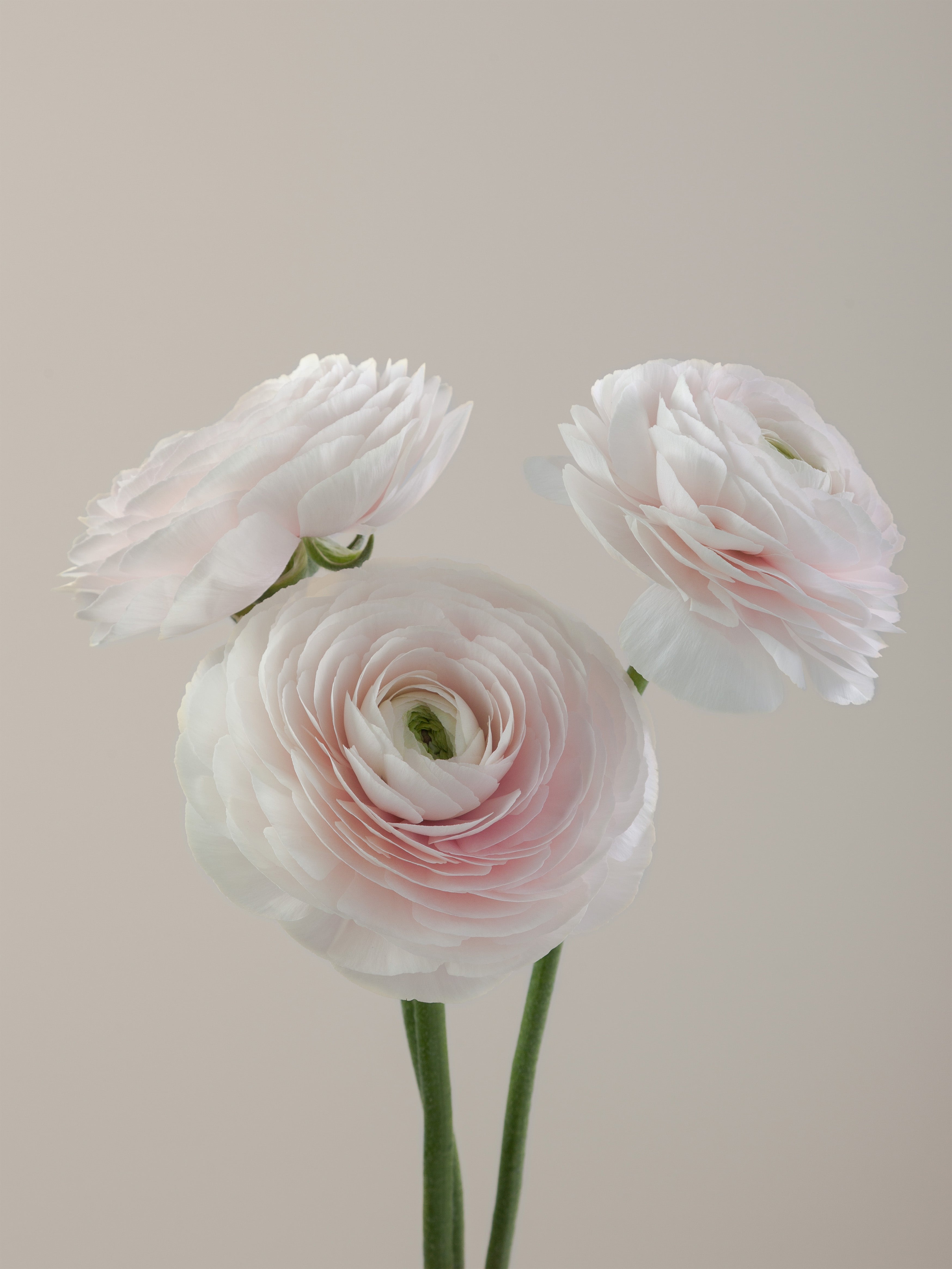 Cloni Success Hanoi – Floraprima